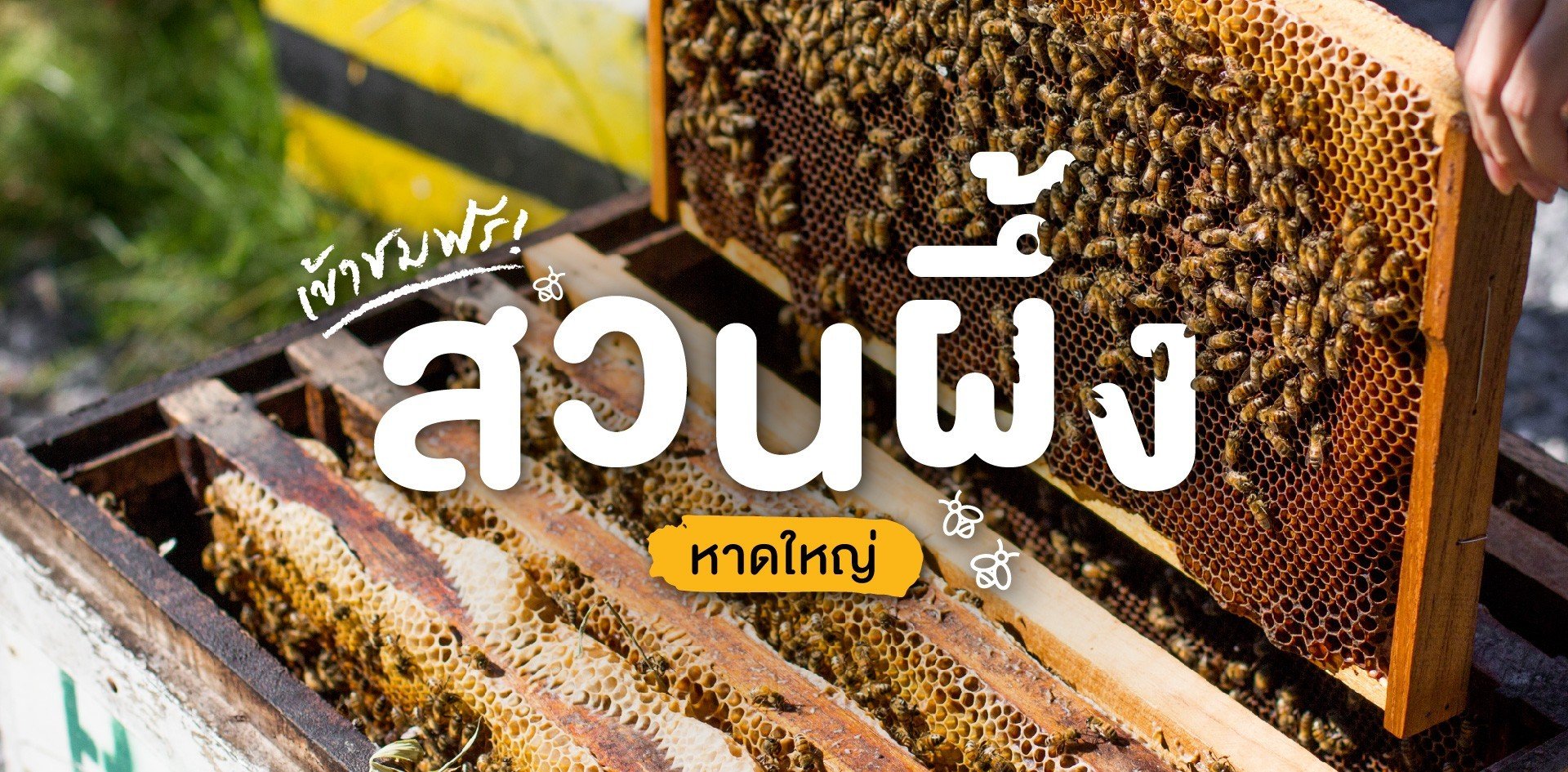 เที่ยวสวนผึ้งหาดใหญ่ Big Bee Garden ชมธรรมชาติกลางใจเมือง เข้าชมฟรี!