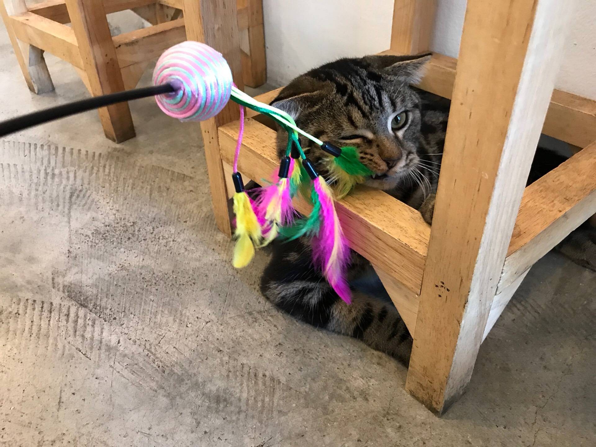 รีวิว 2nd Home Cafe - คาเฟ่แมวน่ารักๆ