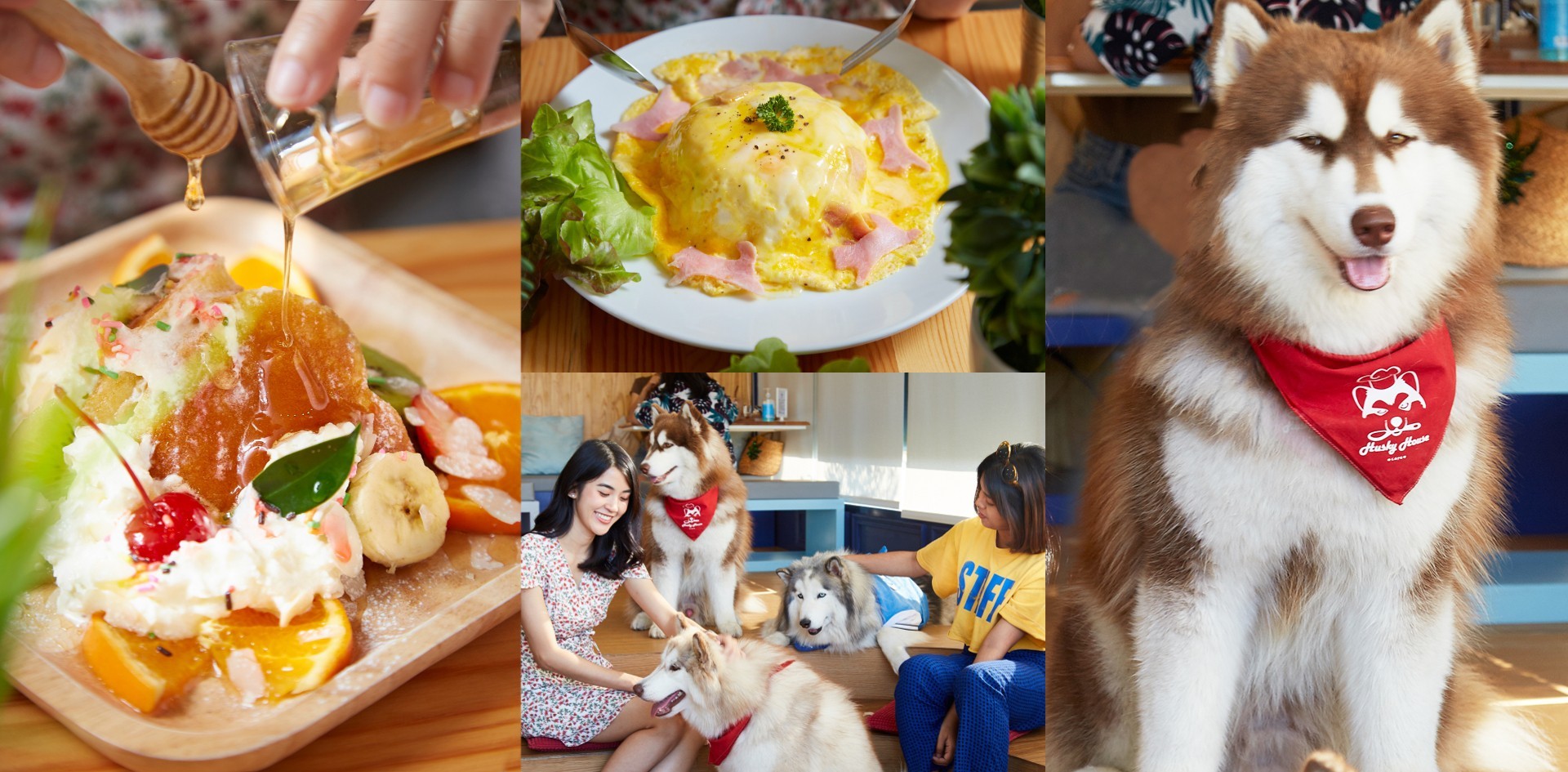 คาเฟ่น้องหมาแห่งแรกในชลบุรี Husky House Cafe คาเฟ่คูล ๆ ของคนรักหมา