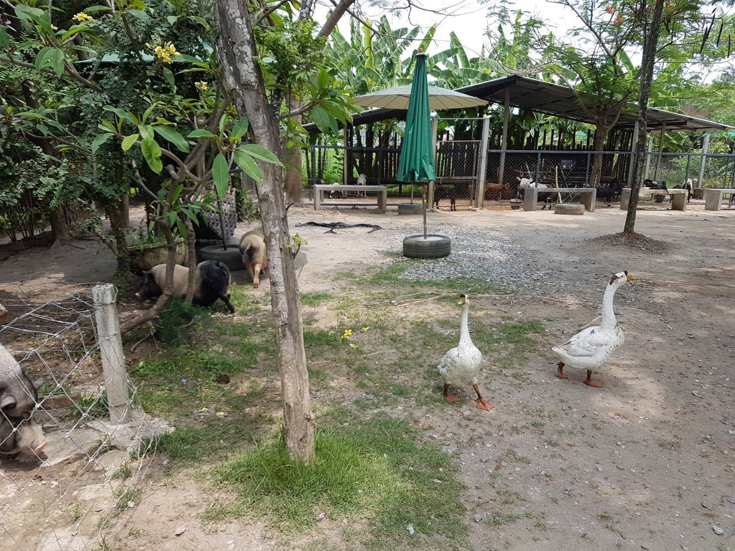 รีวิว Mini Murrah Farm ดอนทราย, บ้านโพธิ์ - พาครอบครัวมาเที่ยวฟาร์มสวย ...