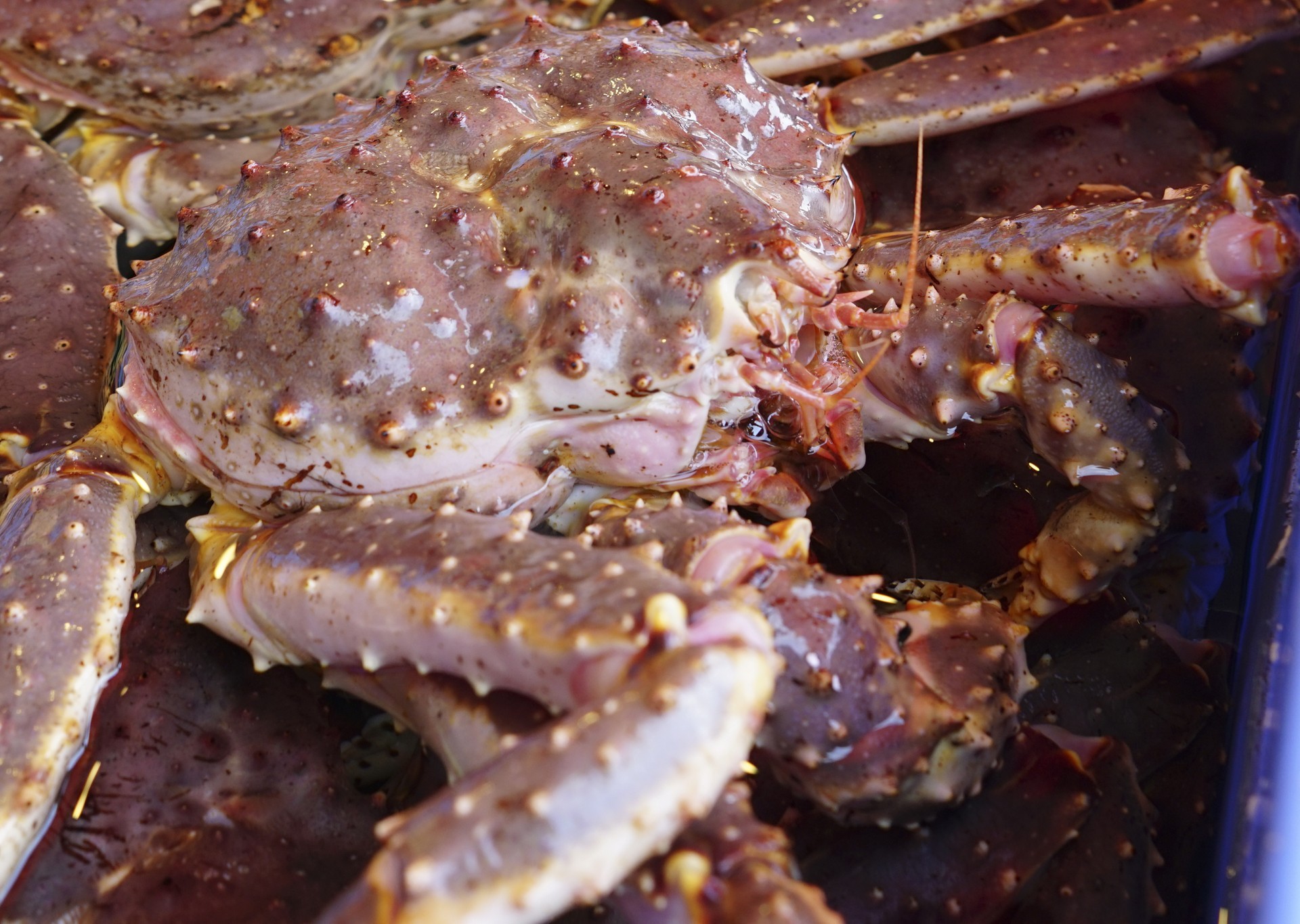 LIVE&YOUNG TARABA เทศกาลปูทาระบะ หนึ่งปีมีครั้ง! @Shinsen Fish Market ...