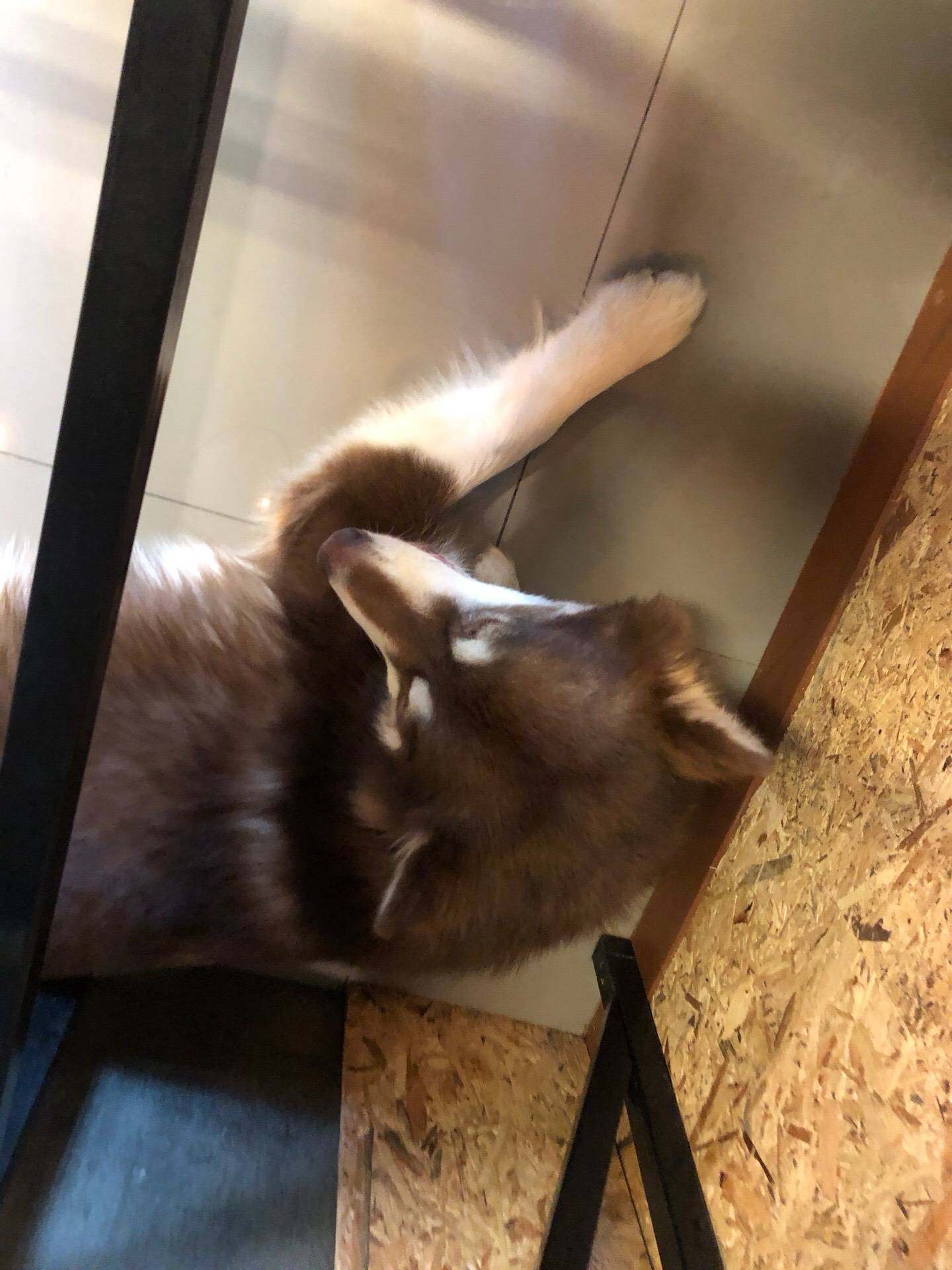 รีวิว Box Box Dog Cafe สาขา2 มช - คาเฟ่หมา หน้า มช มีสุนัขหลายสายพันธุ์