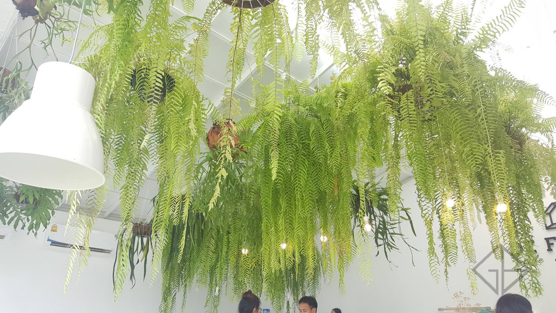 รูป De Facto Cafe and Eatery อาหารไทย-ฟิวชั่น x กาแฟสด รังสิตคลองสาม