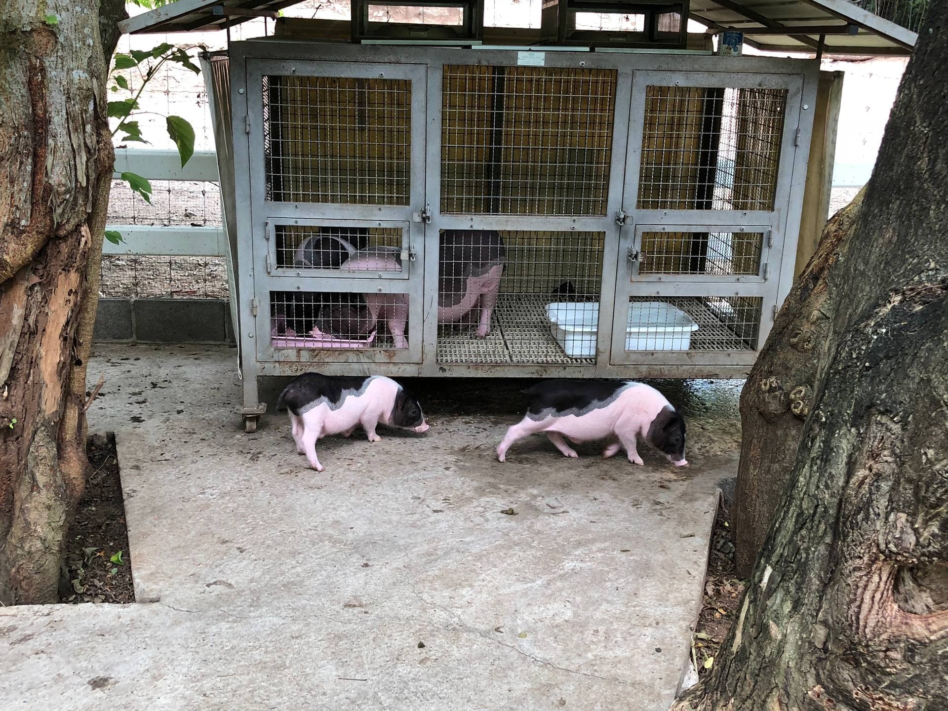 Bonanza Exotic Zoo (สวนสัตว์โบนันซ่าเอ็กโซติกซู เขาใหญ่) - รีวิวสถานที่ ...