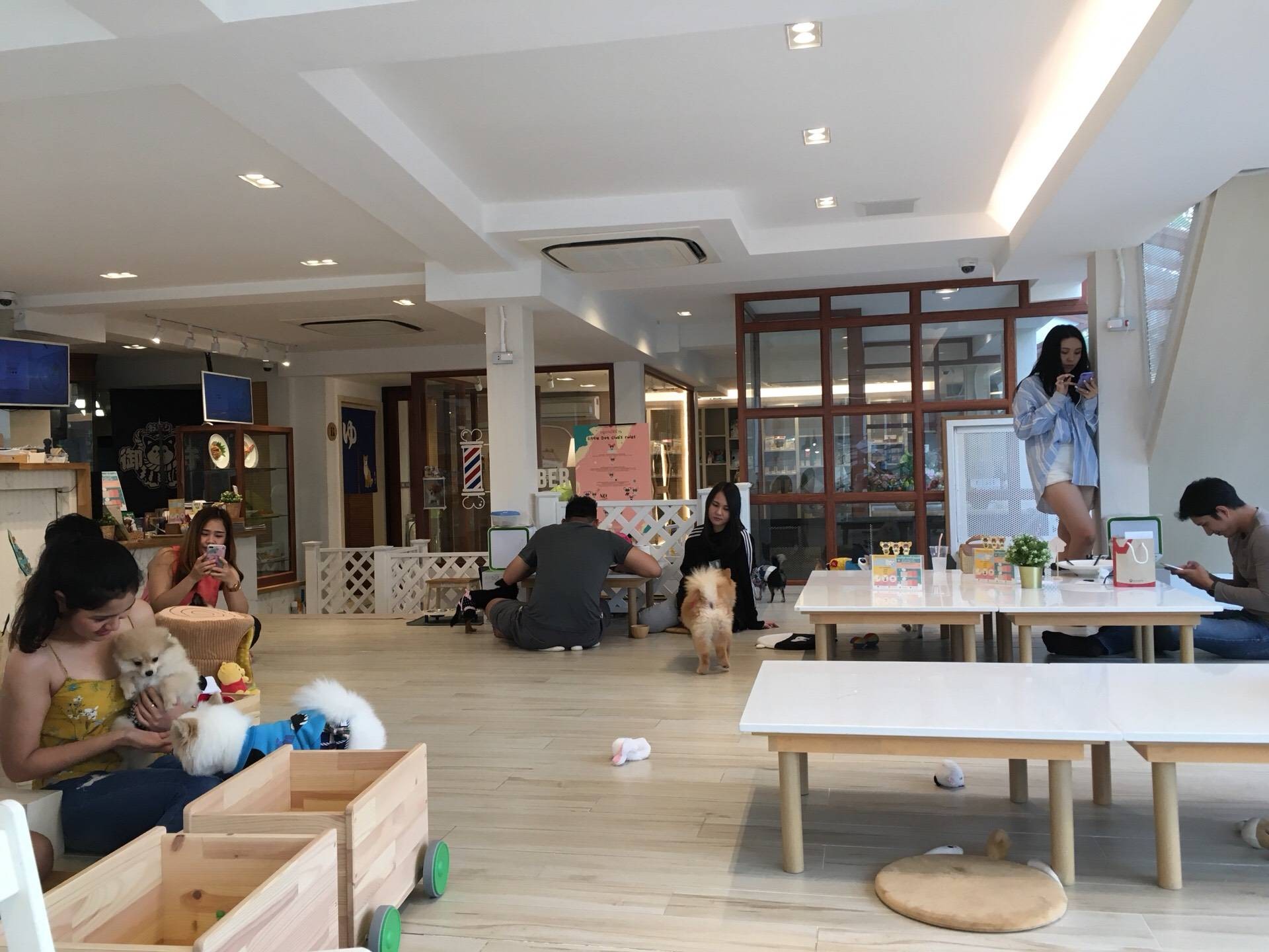 รีวิว Little Dog Club - ลาดพร้าว54 คาเฟ่น้องหมาพันธ์เล็ก สวยๆสะอาดๆ ...