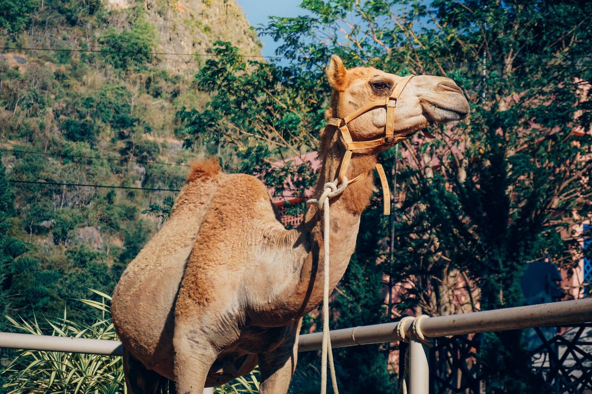 รีวิว Camel Republic - ใกล้ชิดสัตว์น่ารักๆในสวนสัตว์ที่ไม่ได้มีแค่สัตว์