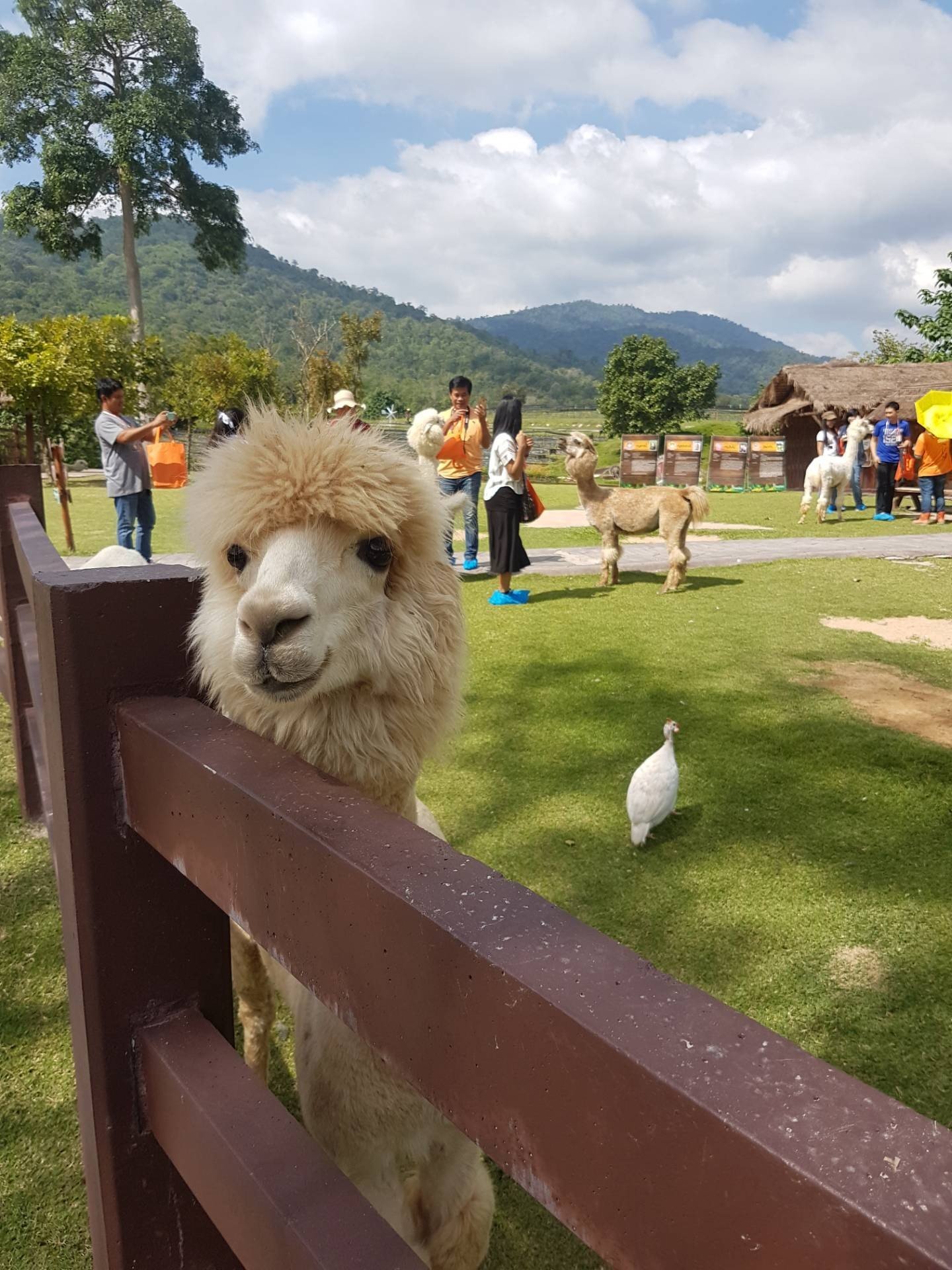 รีวิว Alpaca Hill - อัลปาก้าน่ารัก