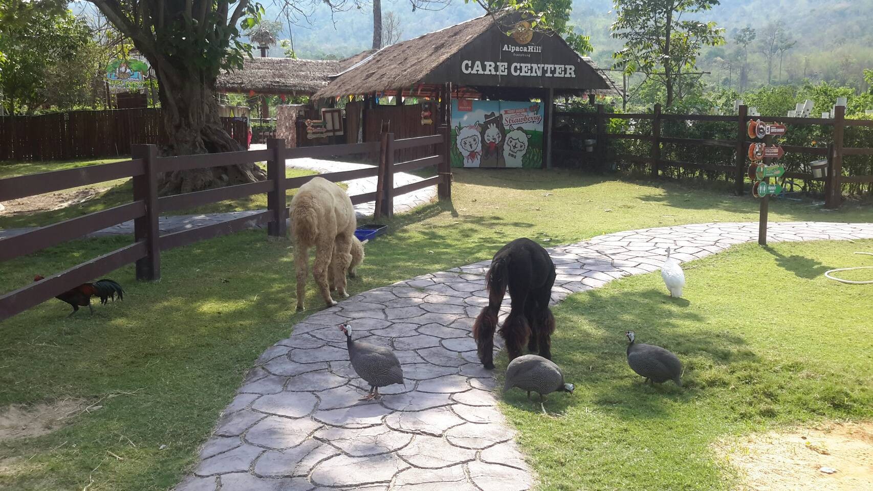 รีวิว Alpaca Hill - สวนสัตว์ที่มีสัตว์หลากหลาย สัมผัสและให้อาหารแบบ ...