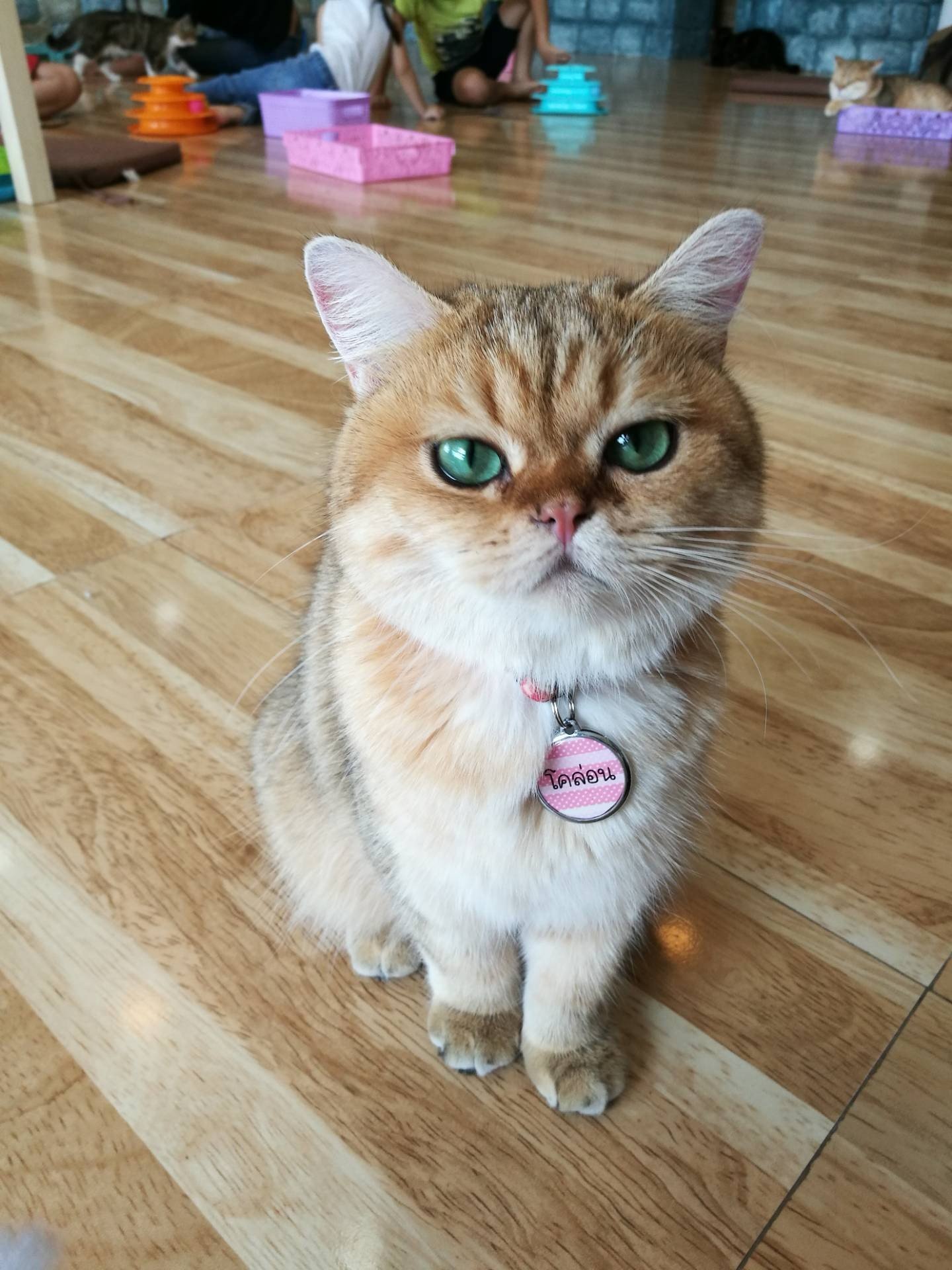 รีวิว Chill cat cafe - กาแฟสด เพชรเกษม110 - เป็นร้านคาเฟ่น้องแมวที่เยอะ ...