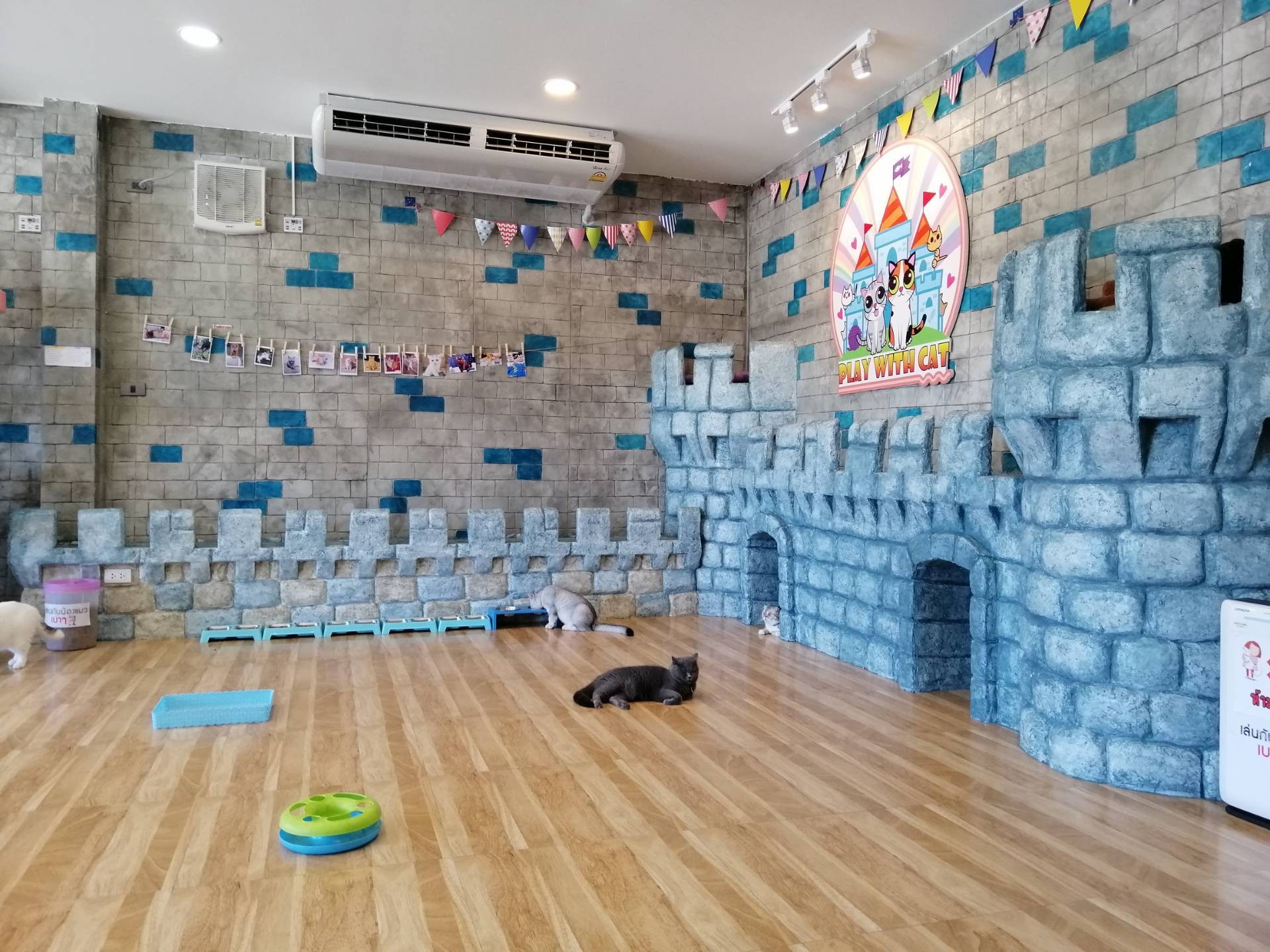 รีวิว Chill cat cafe - กาแฟสด เพชรเกษม110 - Play with cat