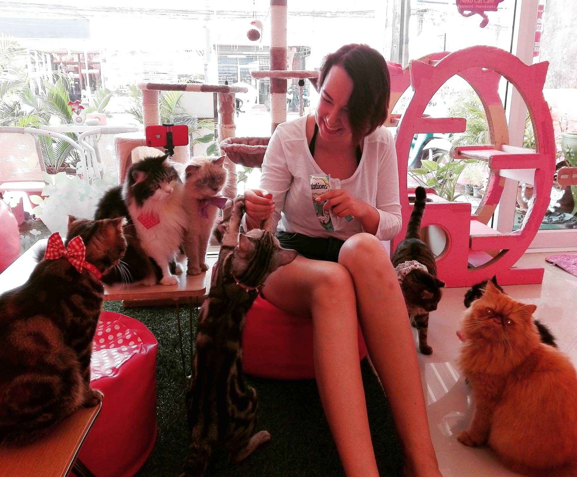รีวิว Neko Cat Cafe Phuket - best cat cafe in phuket