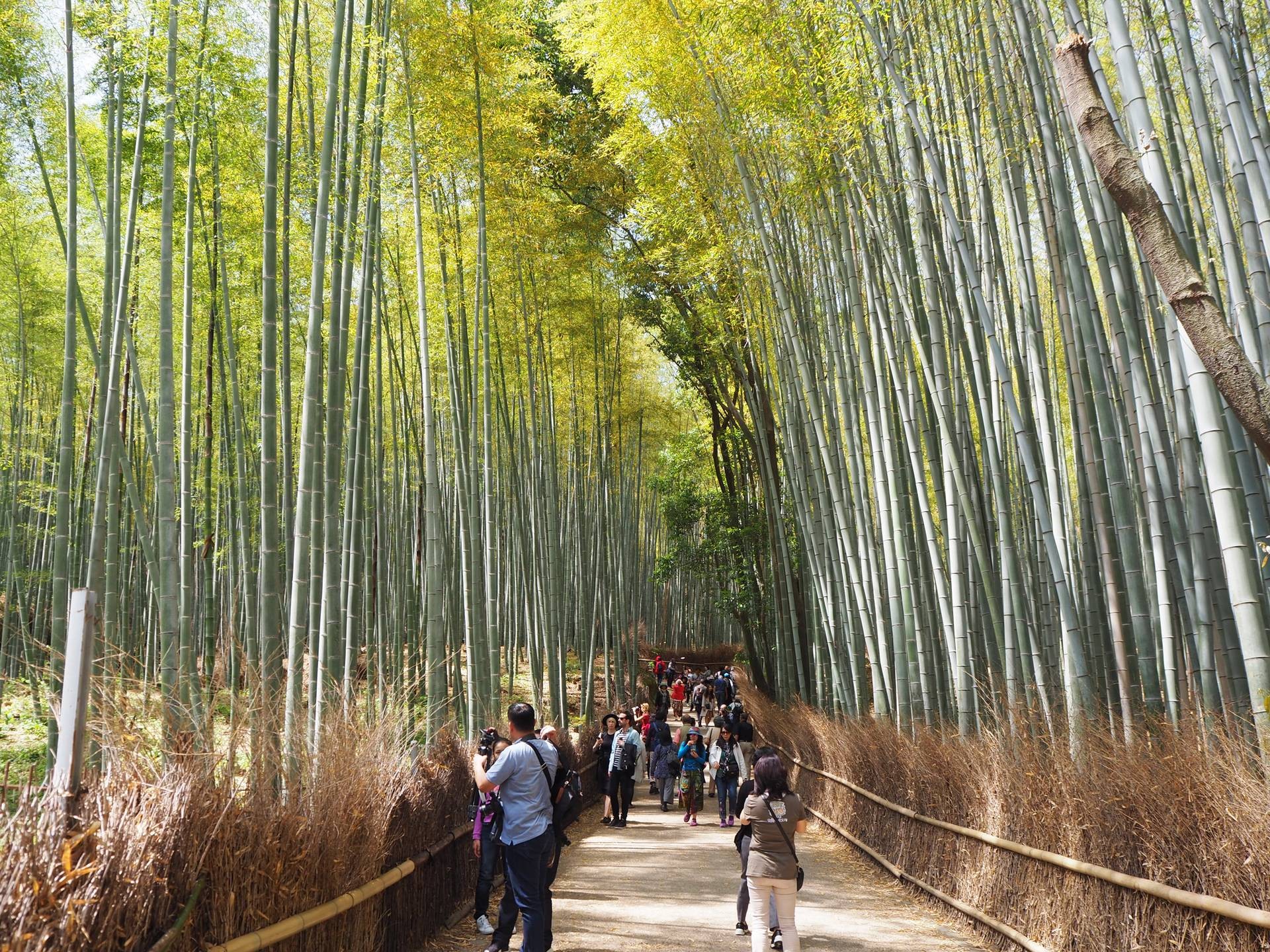 รีวิว Arashiyama Bamboo Grove - ป่าไผ่ถ้าตอนคนน้อยคงเงียบสงบ โรแมนติกดี ...