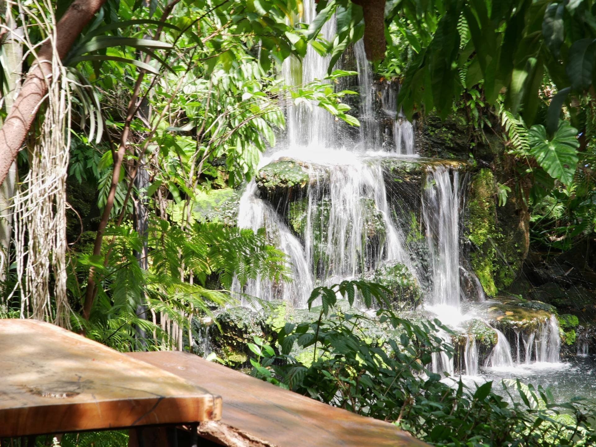 [รีวิว] ร้าน FORESTA CAFE ดอนเมือง | เมนูแนะนำ รูปภาพ ราคา