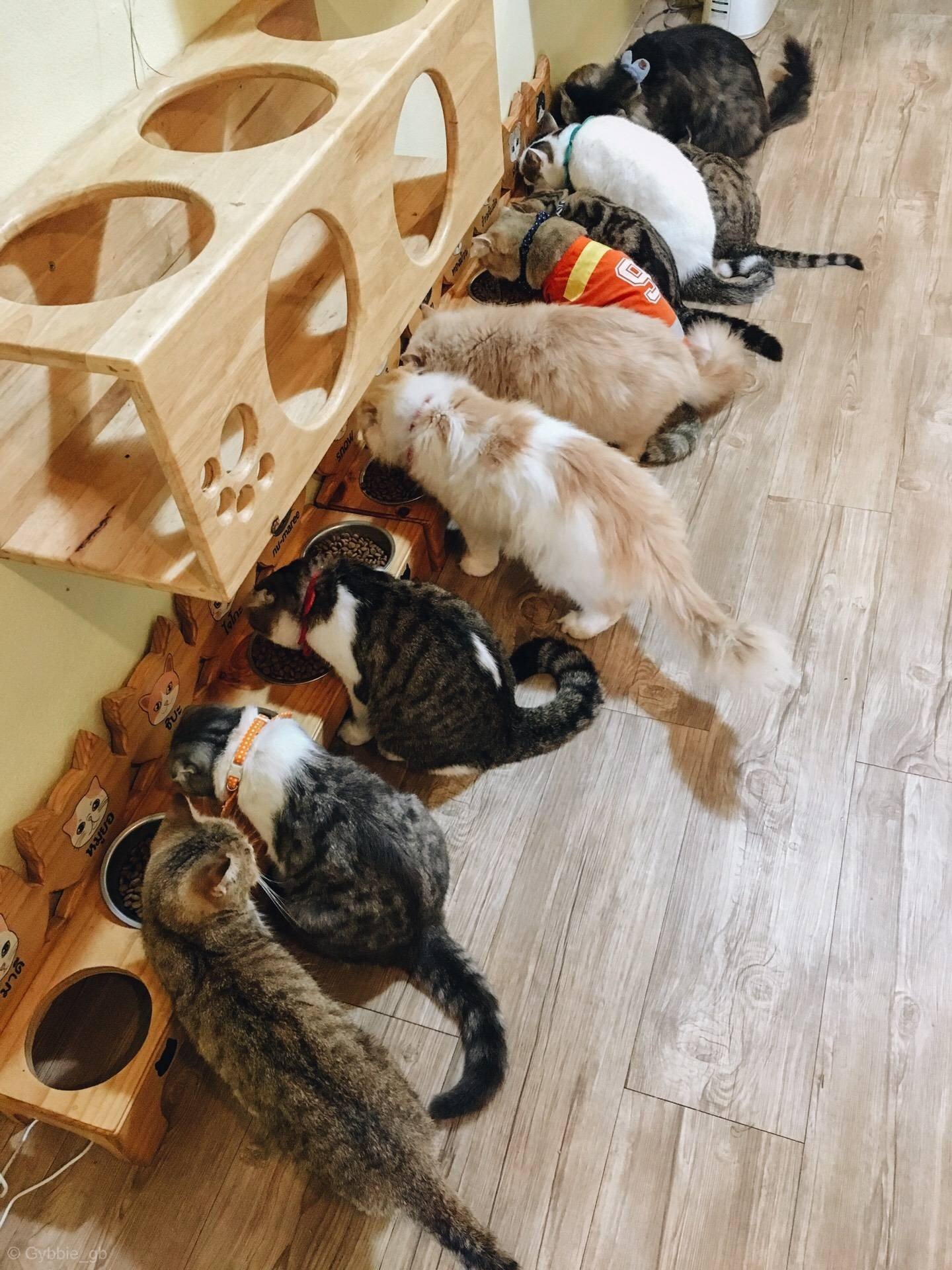 รีวิว Cat human cafe - อาหารอร่อย ราคาไม่แพง น้องแมวน่ารักมากกกกก