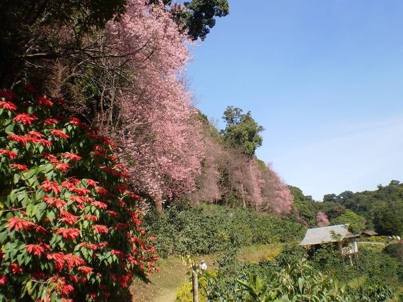 รีวิว สถานีวิจัยเกษตรที่สูงขุนช่างเคี่ยน - หลายปีก่อน เคยสวยกว่านี้ ...