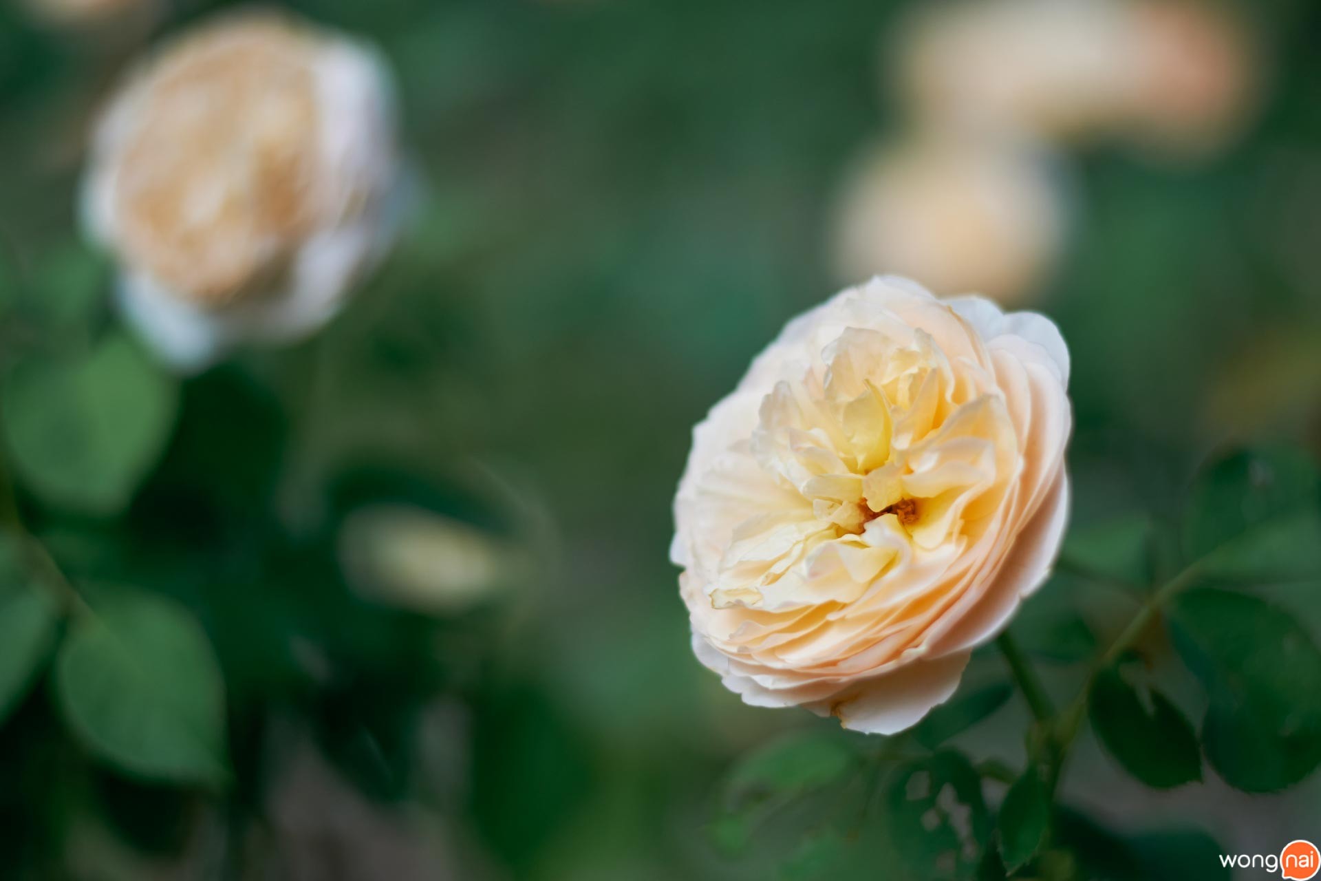 “Pete Maze” ที่เที่ยวเขาใหญ่ สไตล์เขาวงกต ยิ่งหลง ยิ่งสนุก!