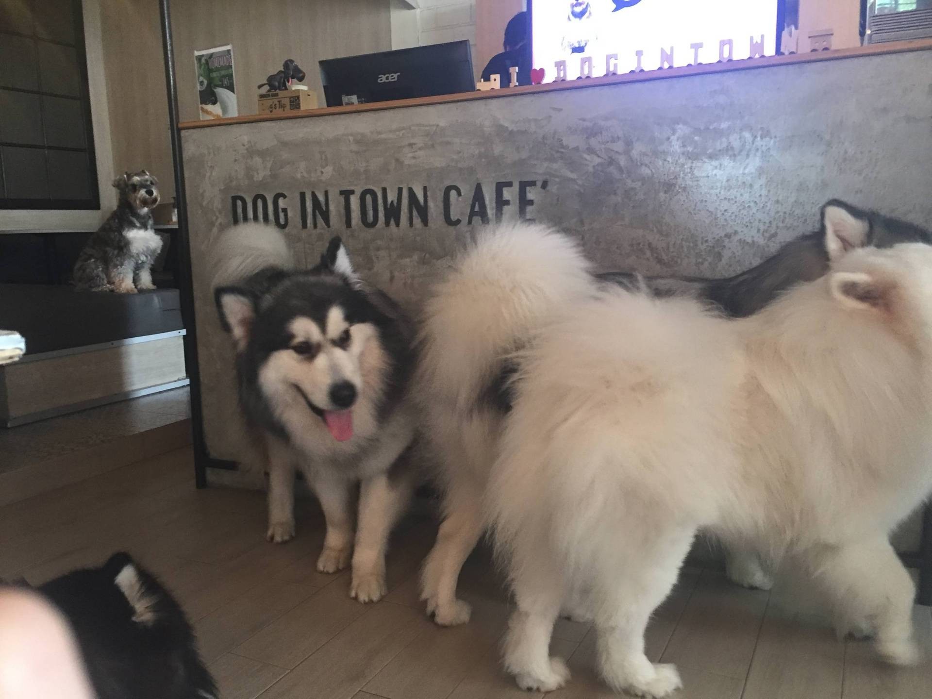 รีวิว Dog In Town เอกมัย - ทาสหมาห้ามพลาด!! - Wongnai