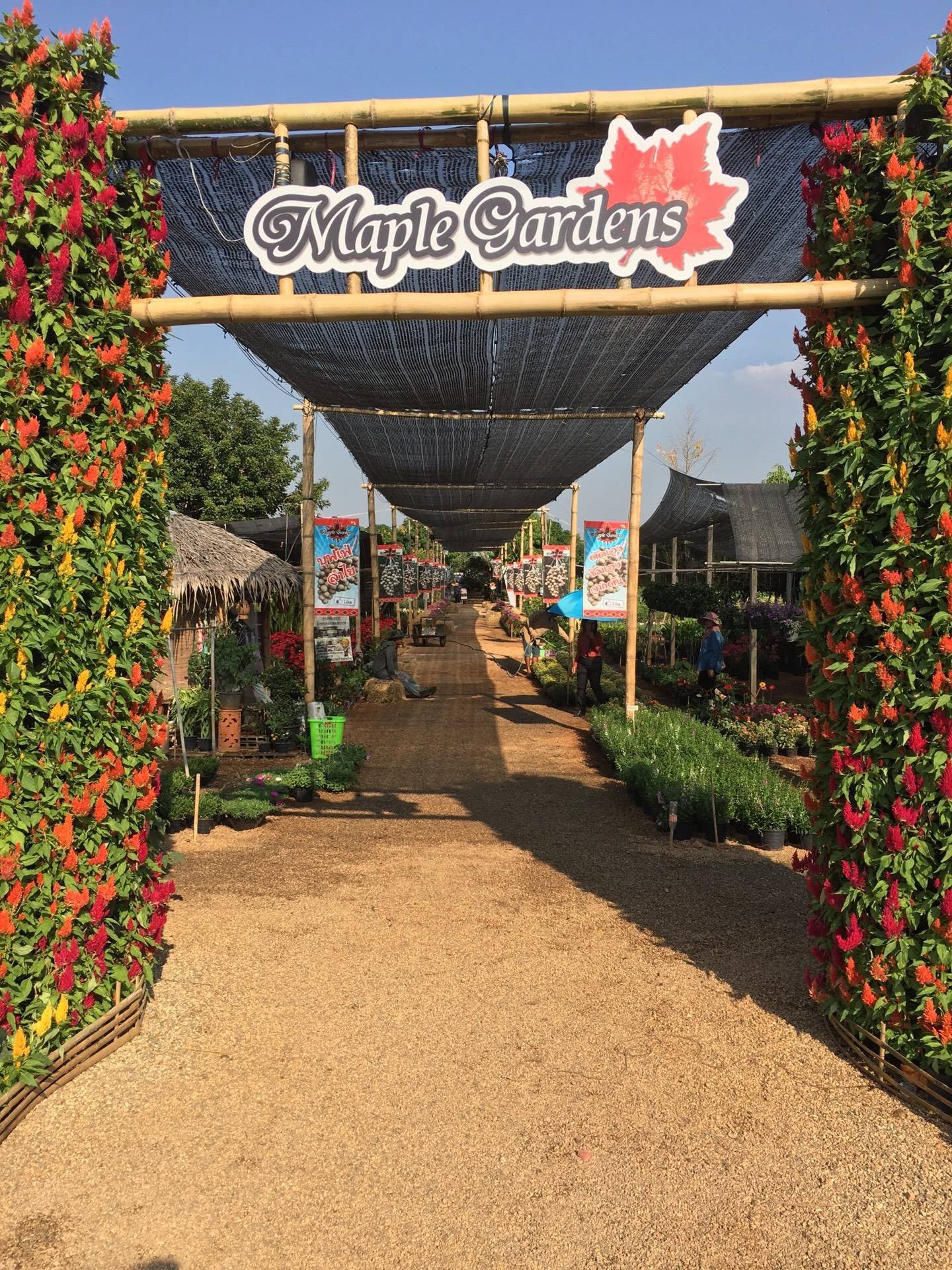 รูป Maple Gardens - Wongnai