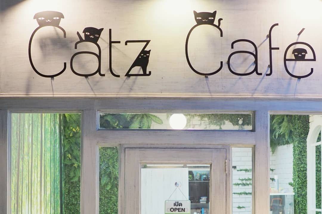 ร้าน Catz Cafe | รีวิวร้านอาหาร - Wongnai