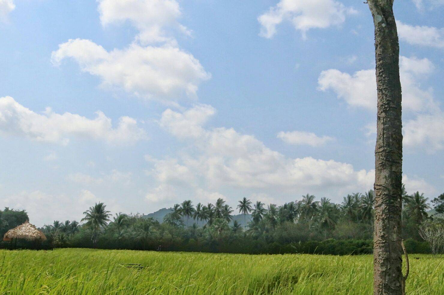 รีวิว Rice Brew Coffee - บรรยากาศกาแฟหอมๆกับวิวทุ่งนาสีเขียว สงบและสดชื่น