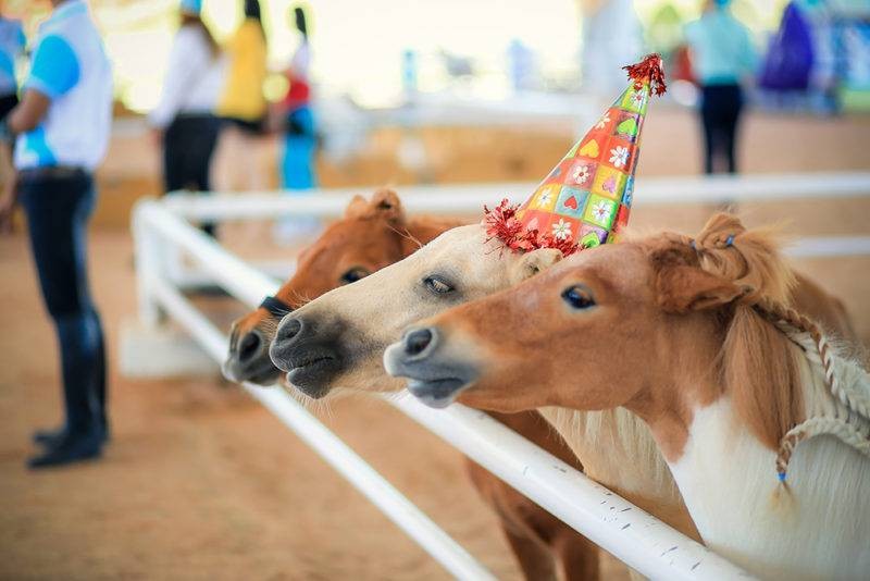 Pipo Pony - รีวิวสถานที่ท่องเที่ยว