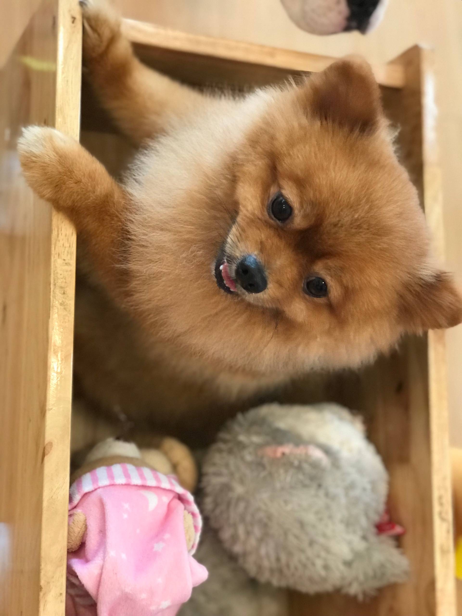 รีวิว Smile Dog Cafe - คาเฟ่น้องหมา สวรรค์ของทาสสี่ขา