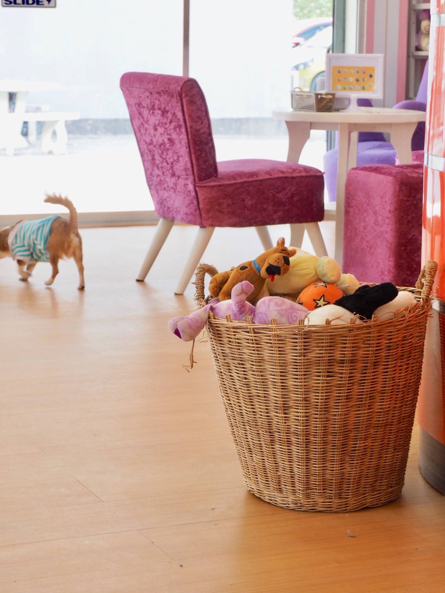 รีวิว Smile Dog Cafe - คาเฟ่น้องหมาน่าร๊ากกกก - Wongnai