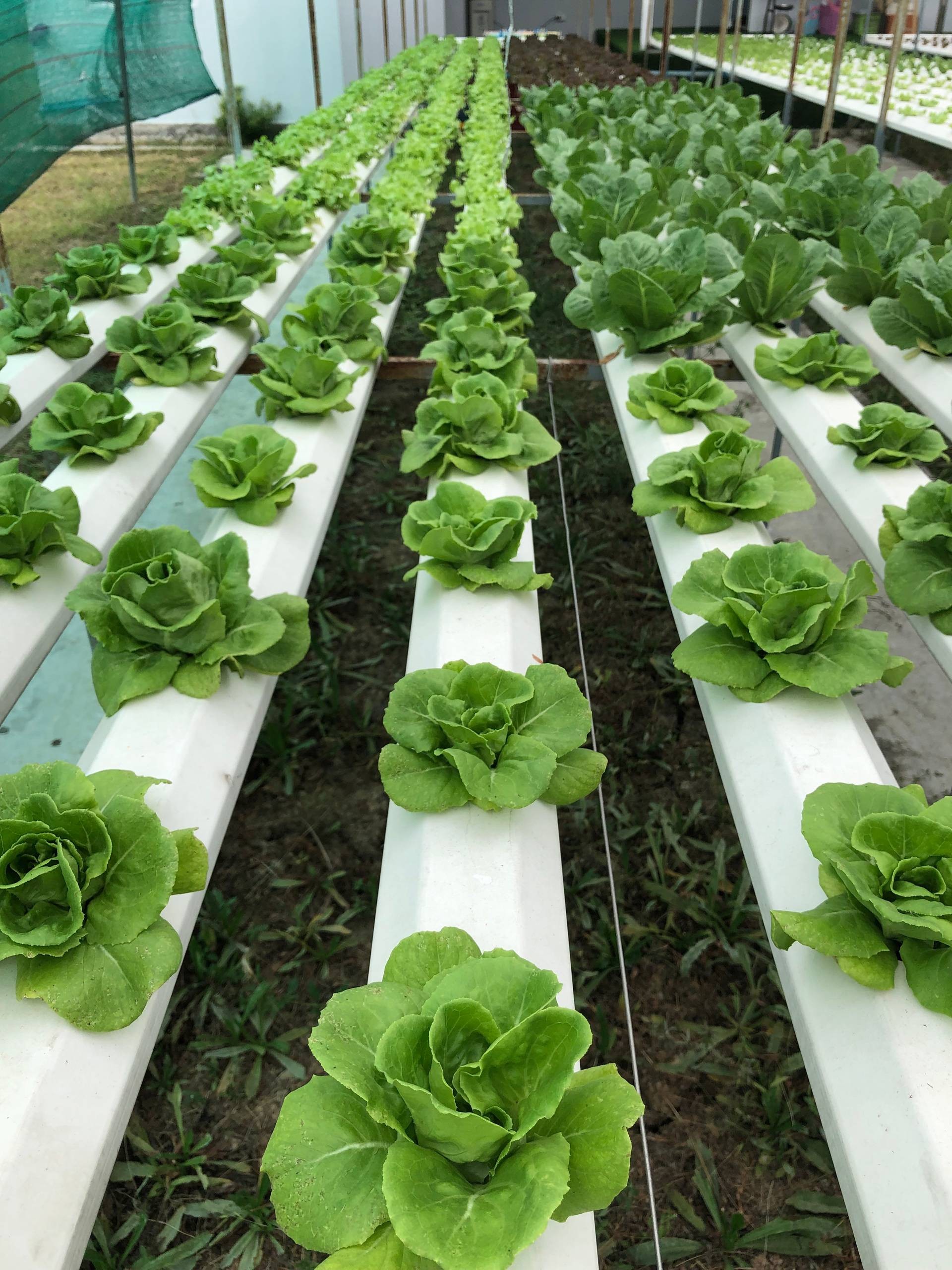 รีวิว Beleaf Farm - ภรรยาอยากทานสลัด มาทานครั้งแรก อร่อยมาก คงต้อง ...