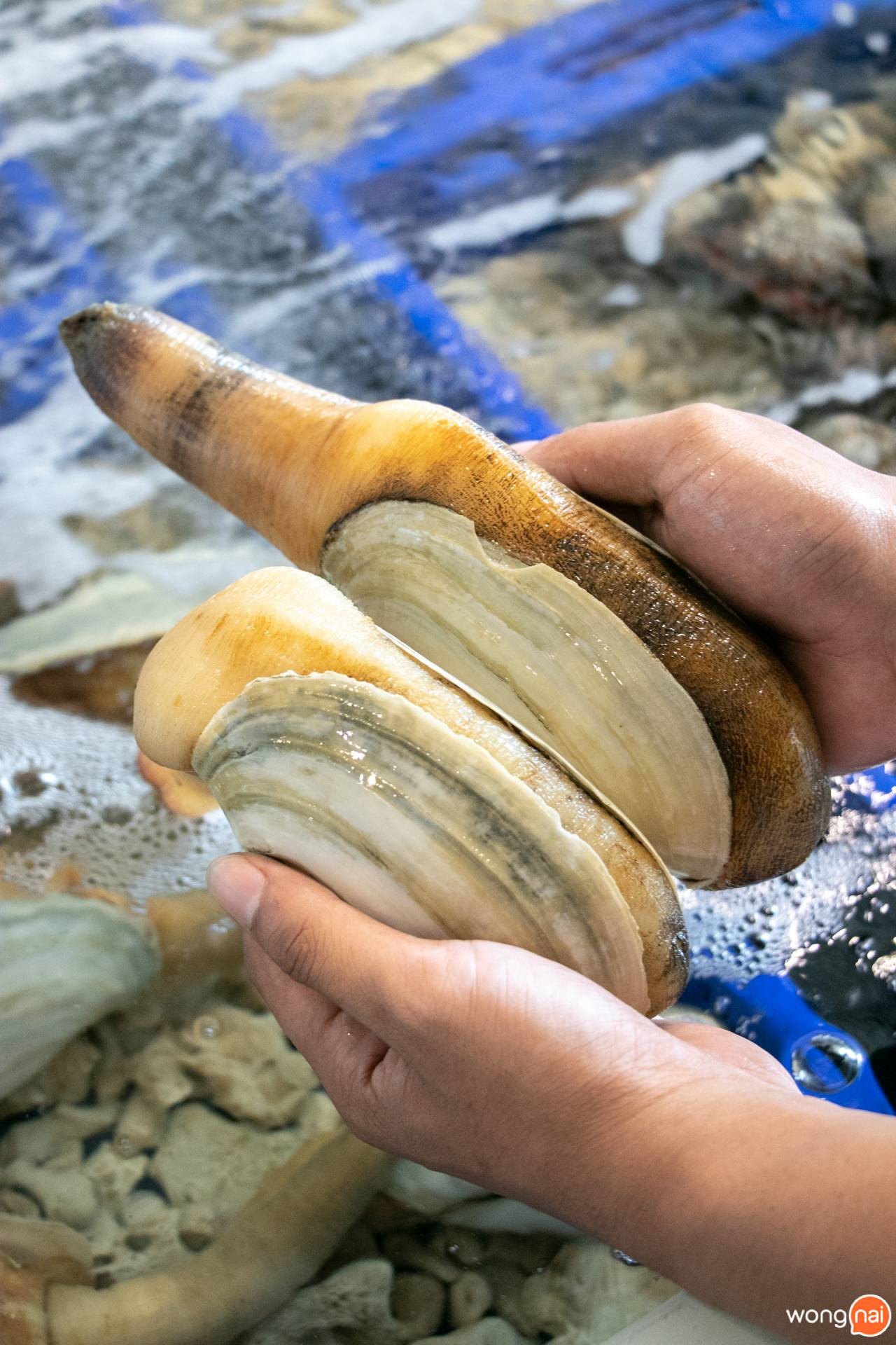 “เทศกาล KAI MATSURI” หอยสดส่งตรงจากฮอกไกโด@Shinsen Fish Market - Wongnai