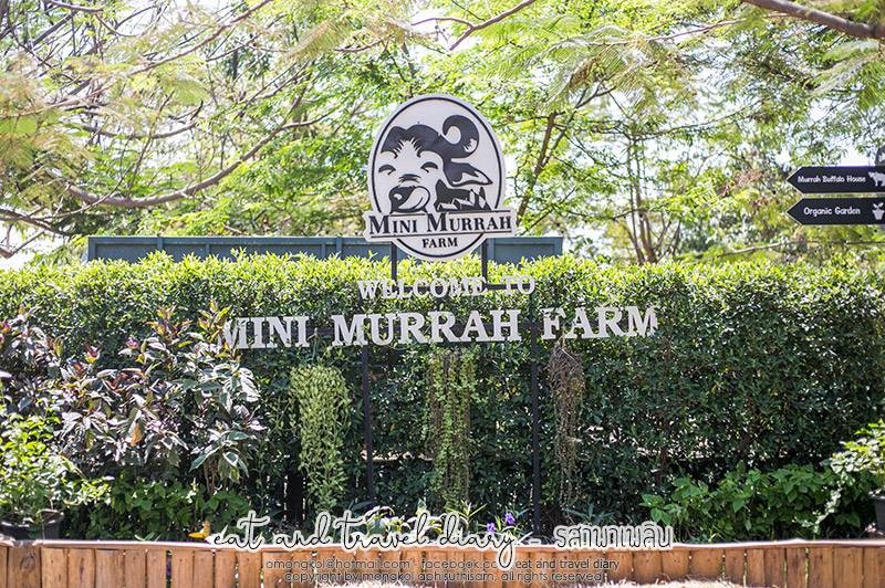 รีวิว Mini Murrah Farm ดอนทราย, บ้านโพธิ์ - พาลูกมาดูควายจ้า กิจกรรม ...