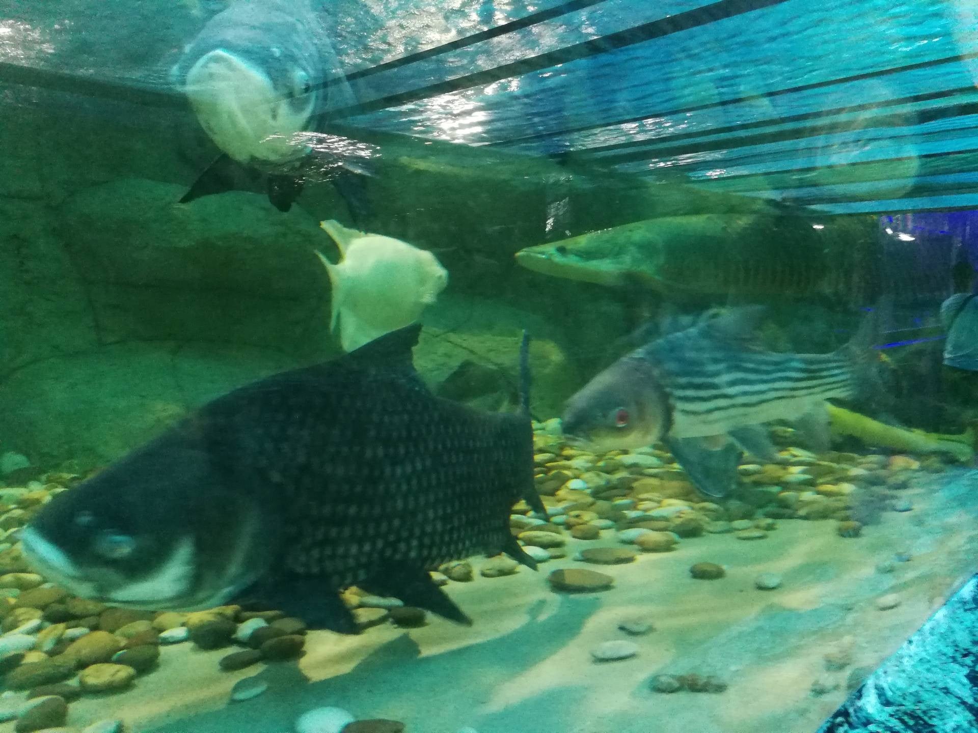 รีวิว Monster Aquarium - Aquarium สัตว์แปลกพัทยา - Wongnai