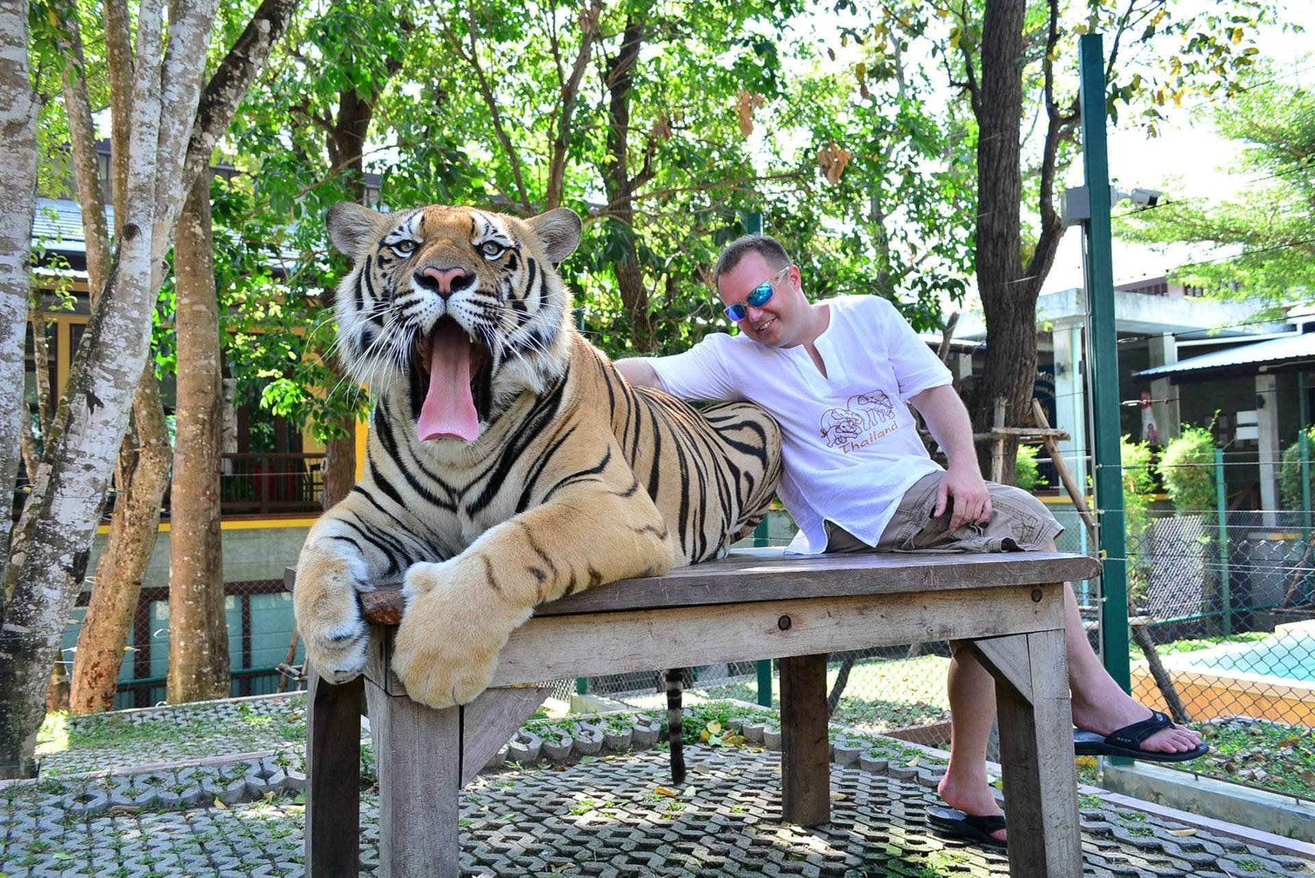 รูป Tiger Kingdom Phuket