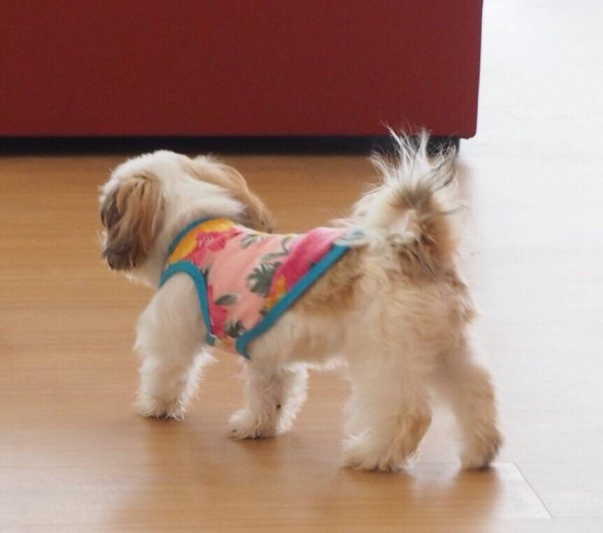 รีวิว Smile Dog Cafe - มานั่งเล่นชิลล์ๆที่คาเฟ่น้องหมาค่ะ