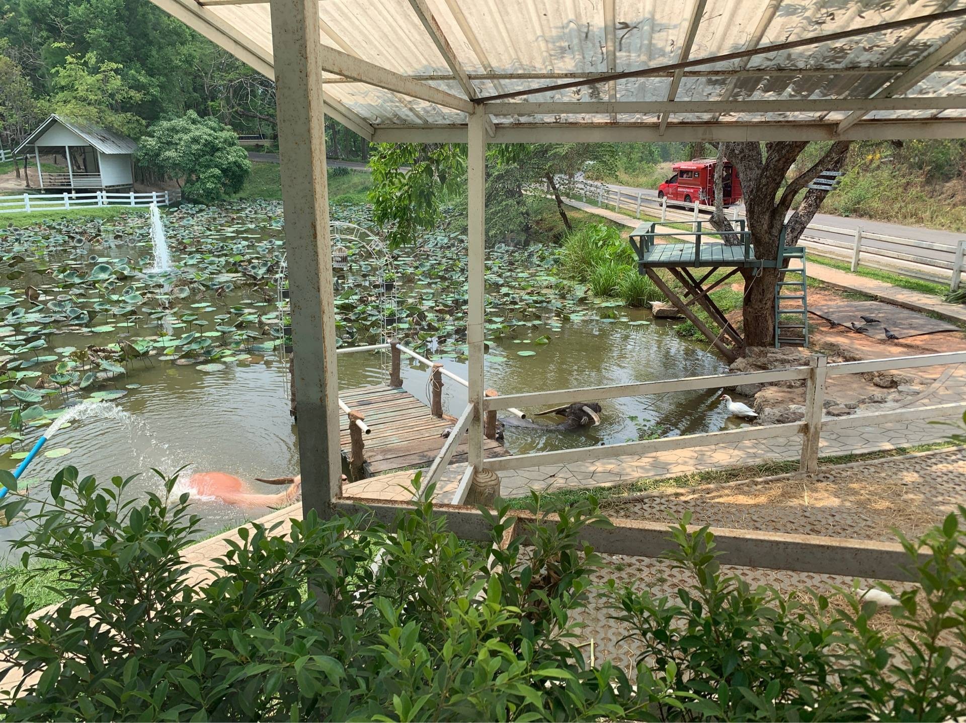 รีวิว Snowbuff Coffee แม่ริม - snow buff coffee