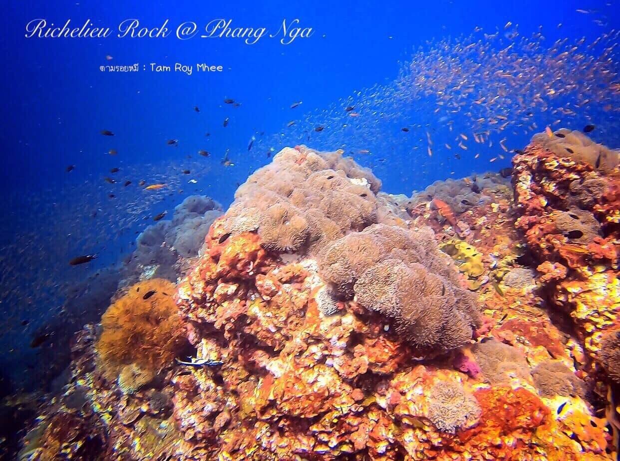 รีวิว Richelieu Rock - จุดดำน้ำที้ห้ามพลาด!!!