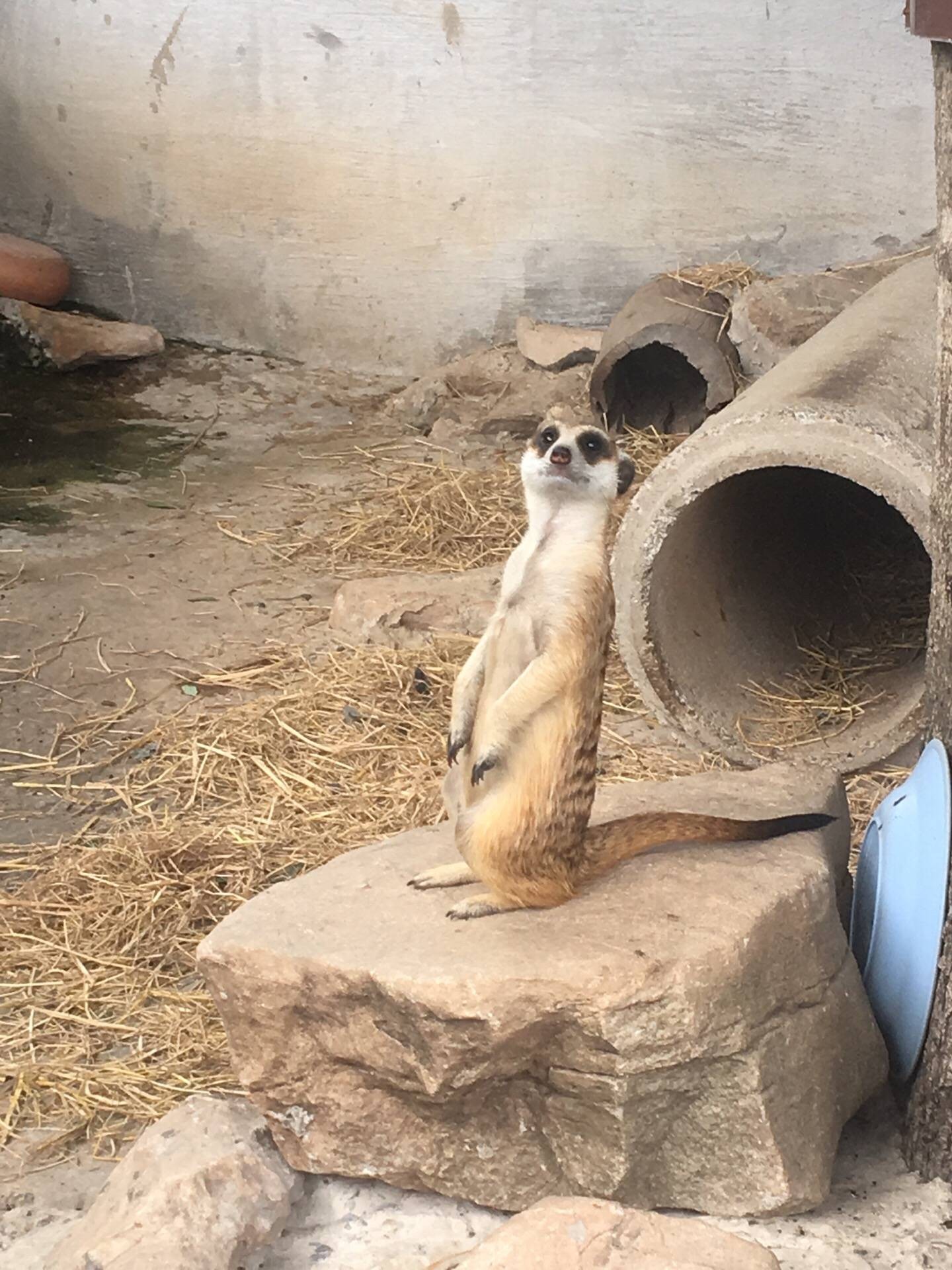 รูป Bonanza Exotic Zoo