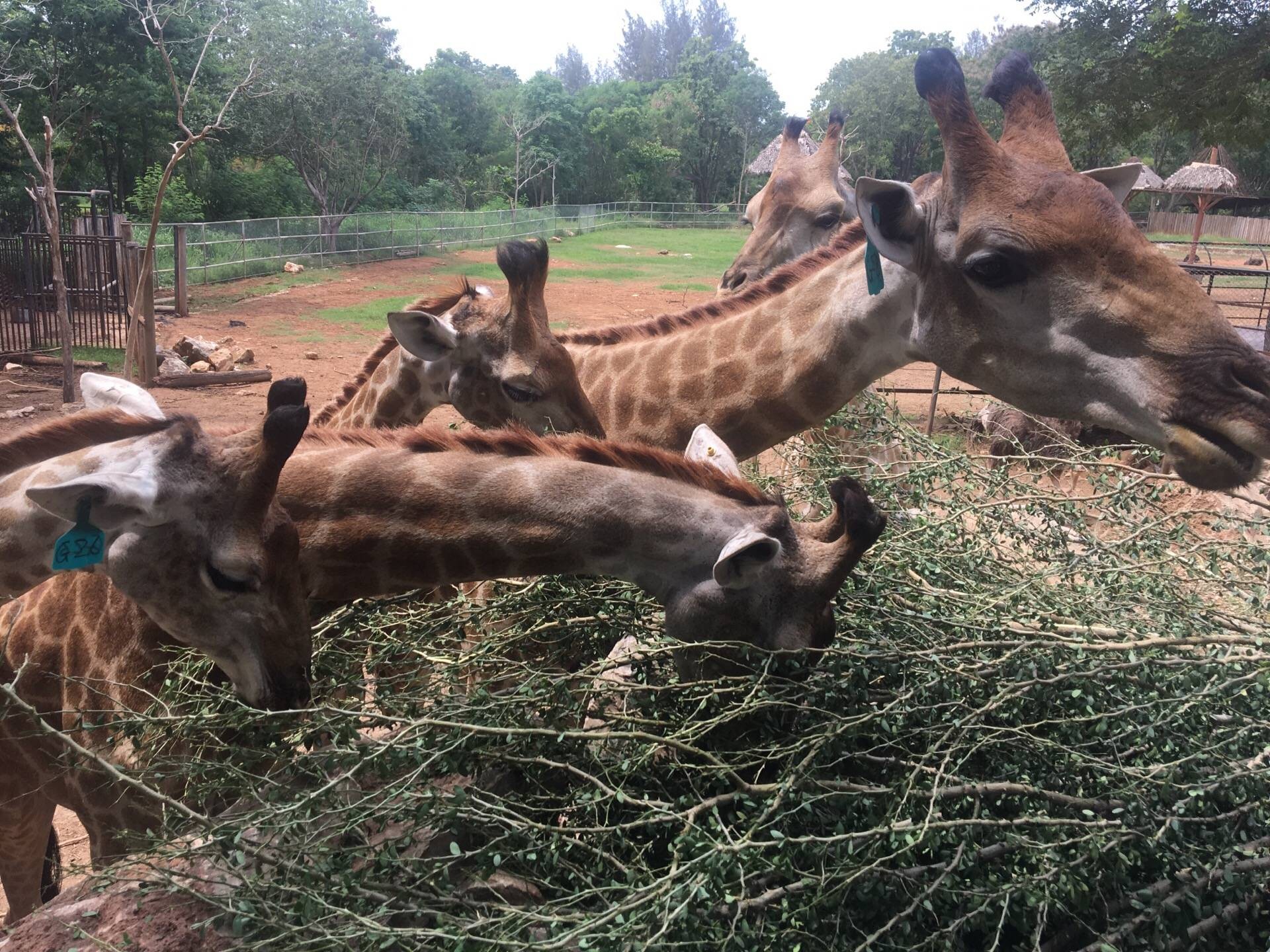 รูป Bonanza Exotic Zoo