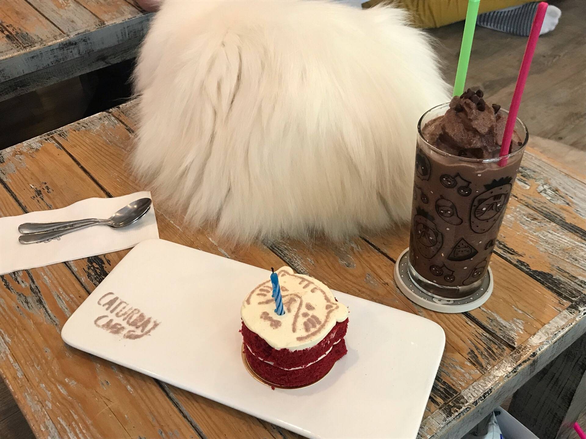 รีวิว Caturday cat cafe - คาเฟ่น้องแมวววว