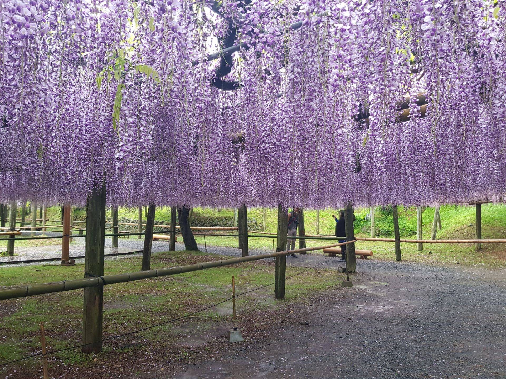 Kawachi Fujien - รีวิวสถานที่ท่องเที่ยว - Wongnai