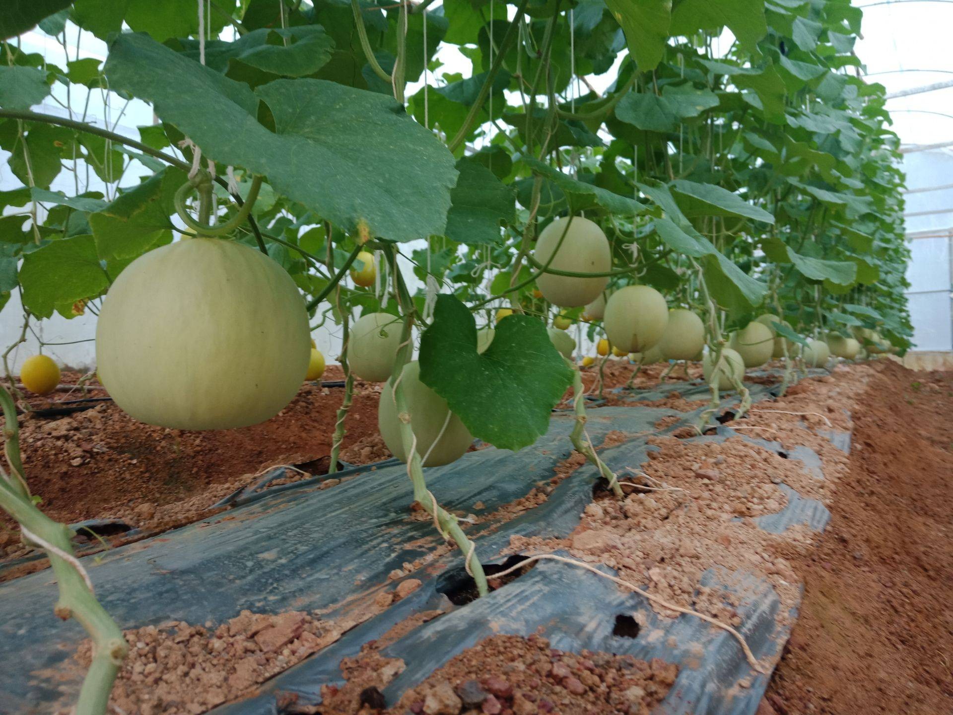 ไข่มุกเมล่อนฟาร์ม (Pearl Melon Farm) - รีวิวสถานที่ท่องเที่ยว