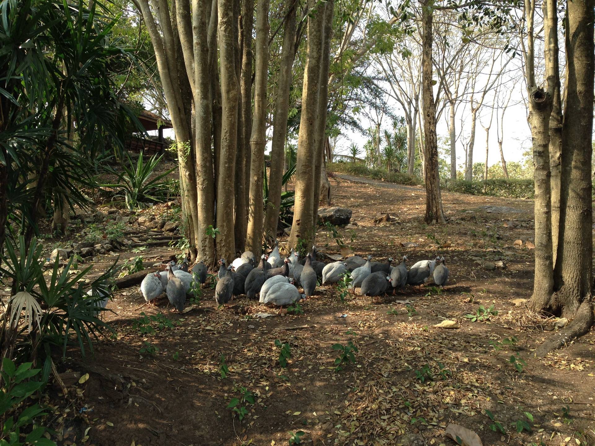 รูป Bonanza Exotic Zoo - Wongnai