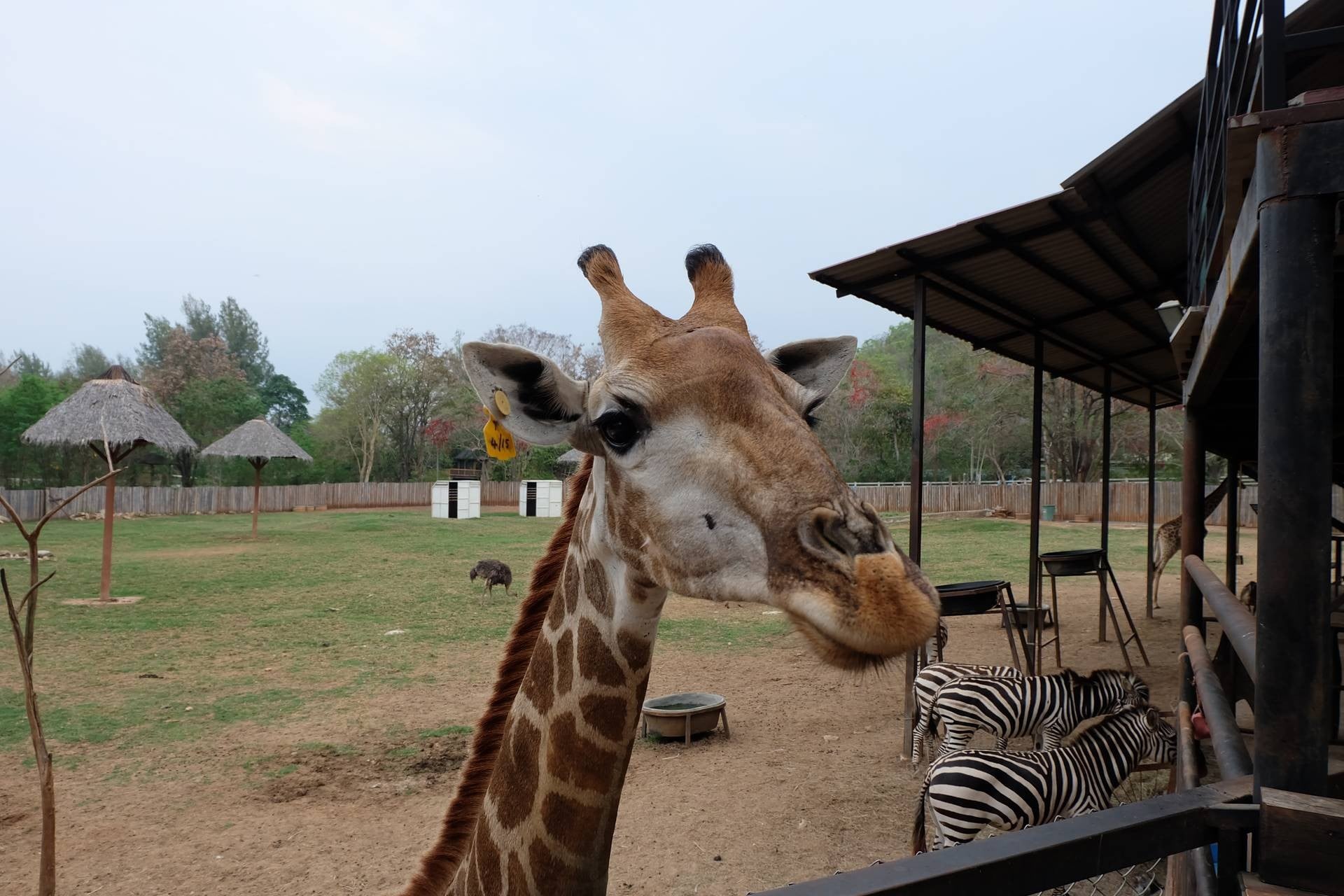 รูป Bonanza Exotic Zoo