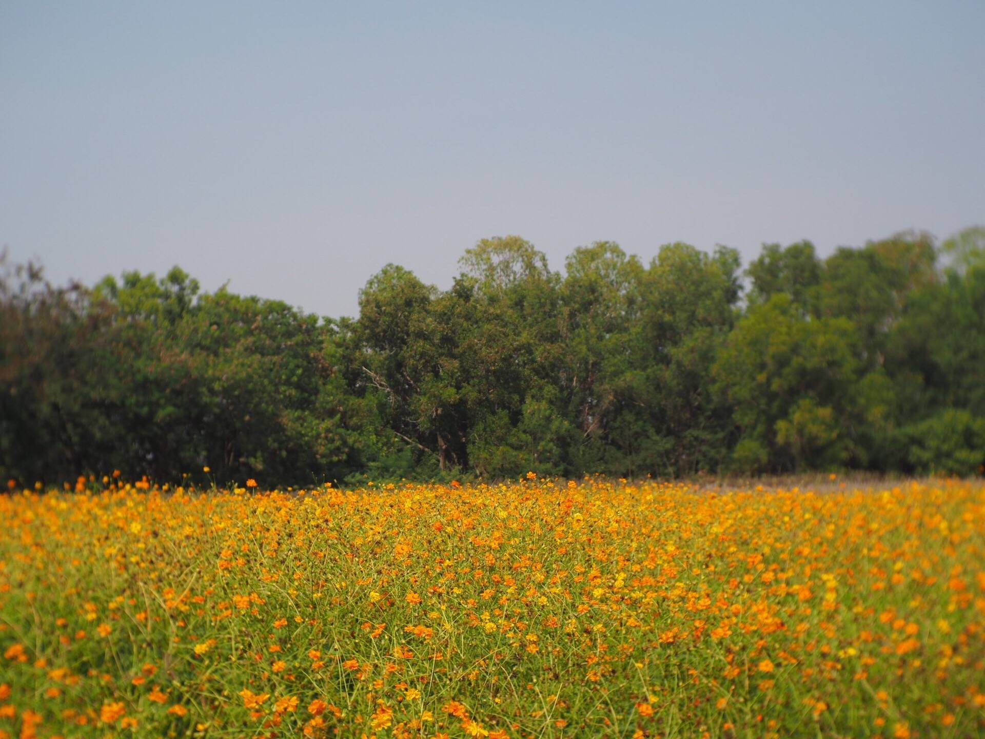 รูป Jim Thompson Farm - Wongnai