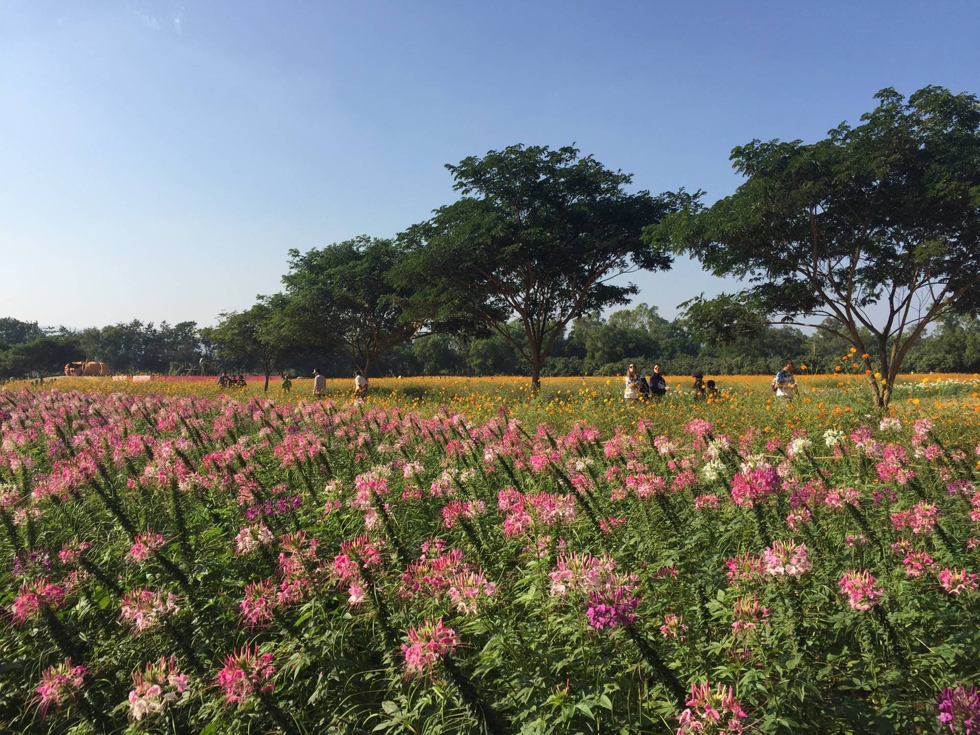 รีวิว Jim Thompson Farm - ท่องเที่ยวเชิงเกษตร กับฟาร์มสบายๆ และร่มรื่น ...