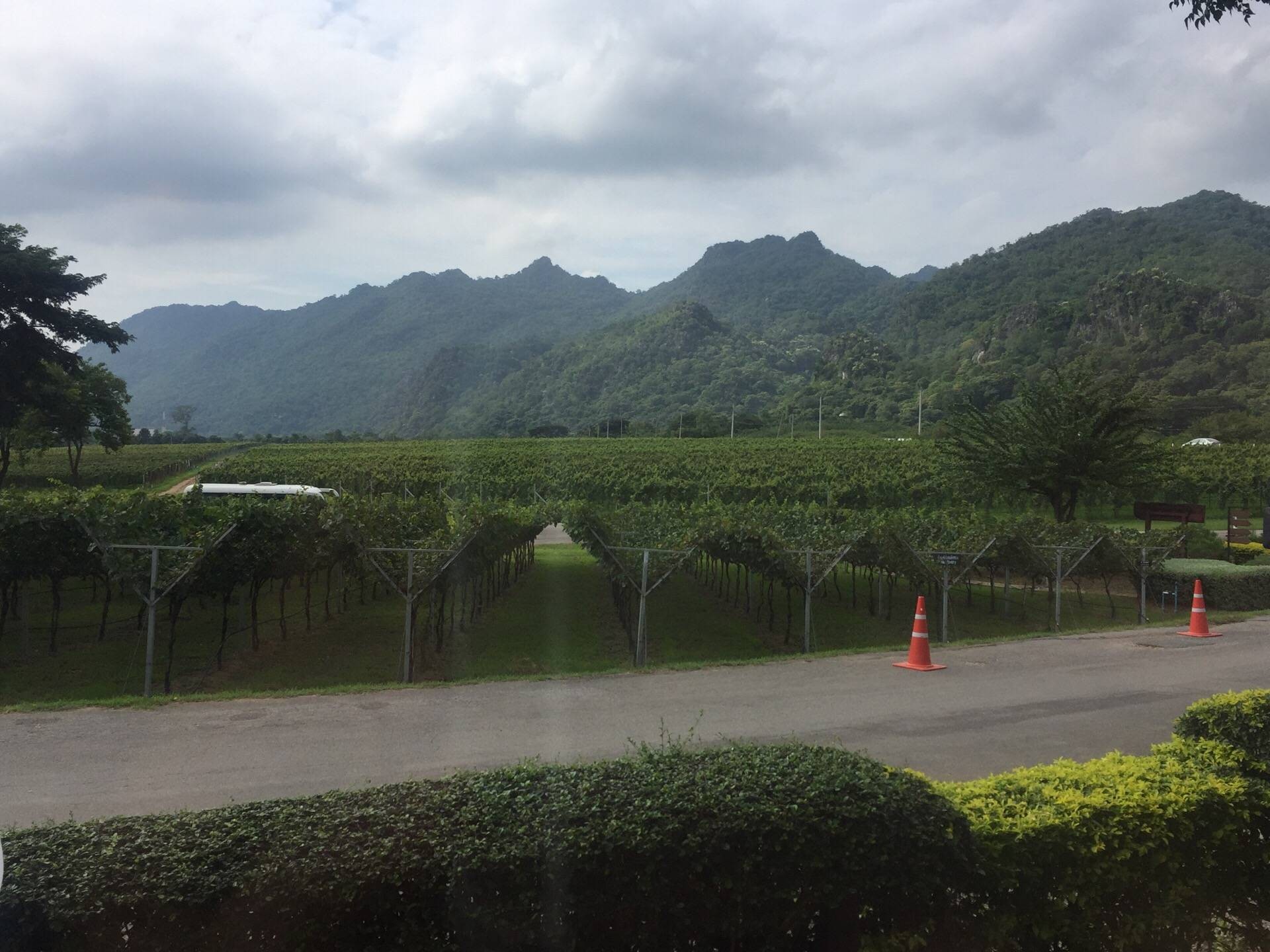 รูป GranMonte Vineyard and Winery เขาใหญ่