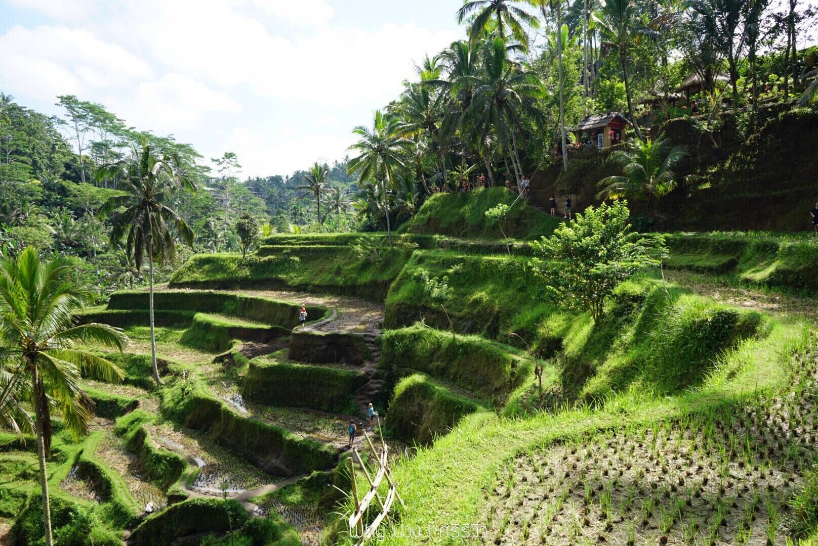 Tegalalang Rice Terrace - รีวิวสถานที่ท่องเที่ยว - Wongnai