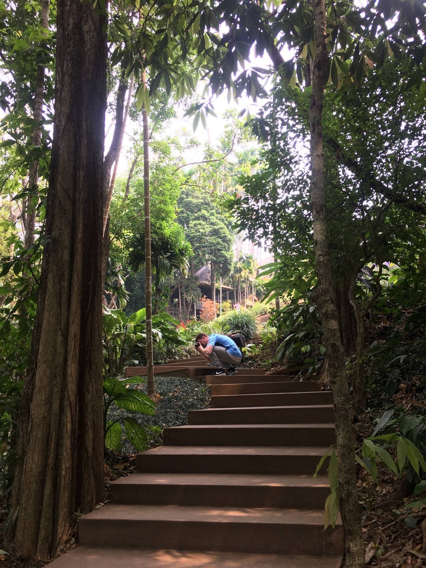 รีวิว Doi Tung Tree Top Walk Wongnai