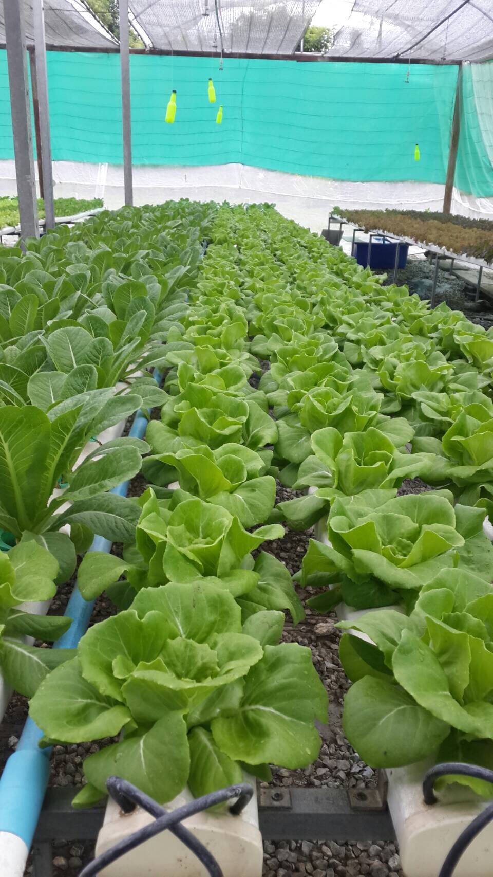 รีวิว House No.359 - ผักสดๆจากสวนจริงๆ