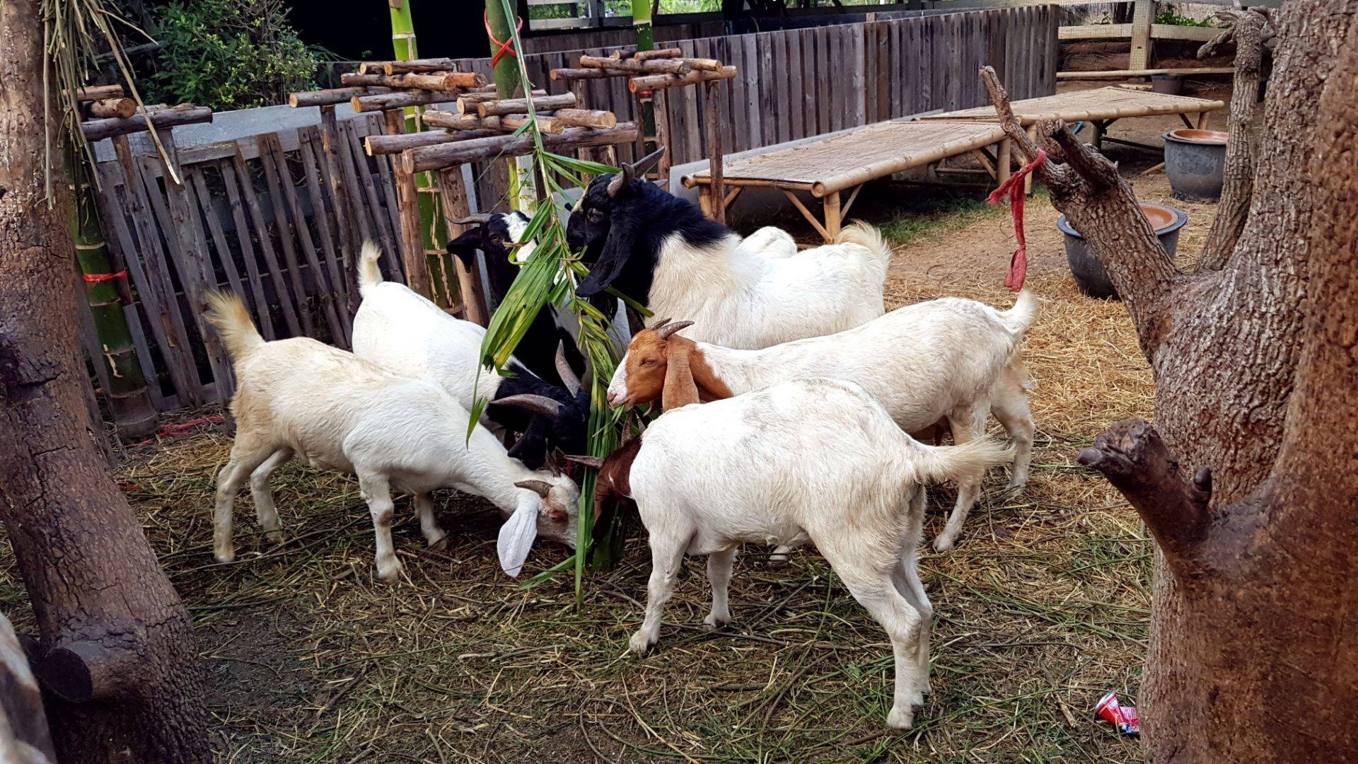 รูป Du Bua Smartfarm