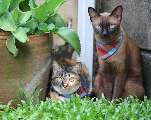 Cat Dominium Garden Hotel - รีวิวสถานที่ท่องเที่ยว - Wongnai